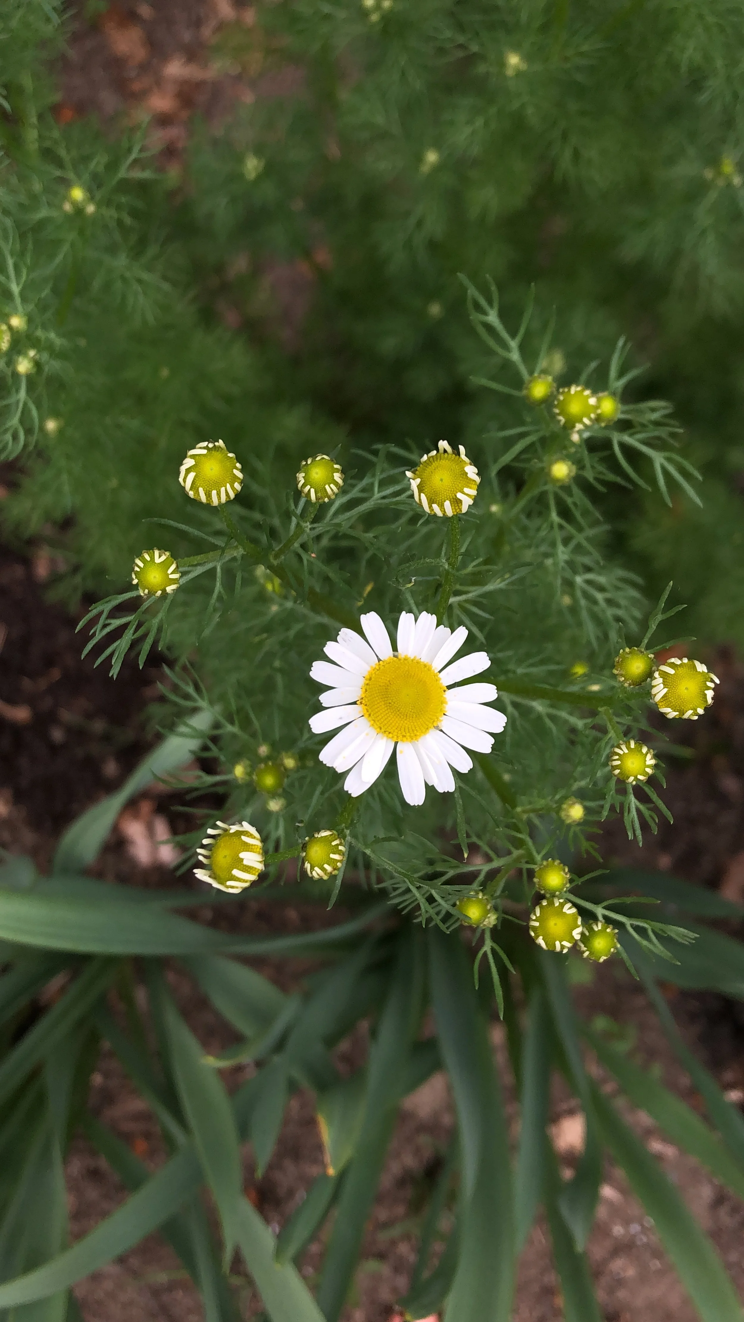 It's Time To Plant Feverfew — CALICO AND TWINE