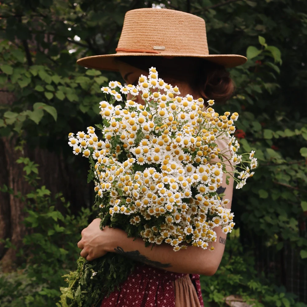 It's Time To Plant Feverfew — CALICO AND TWINE
