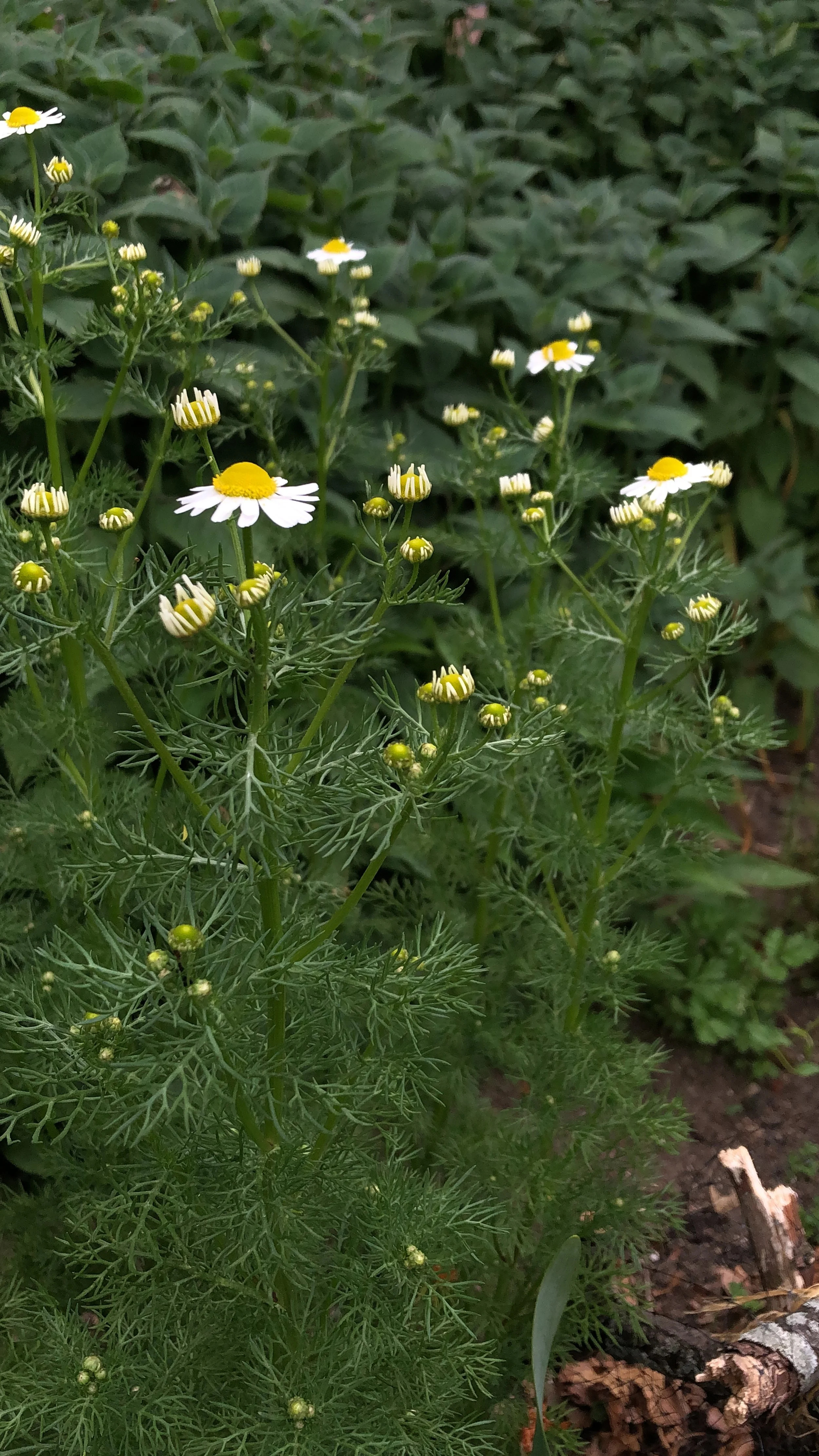 It's Time To Plant Feverfew — CALICO AND TWINE