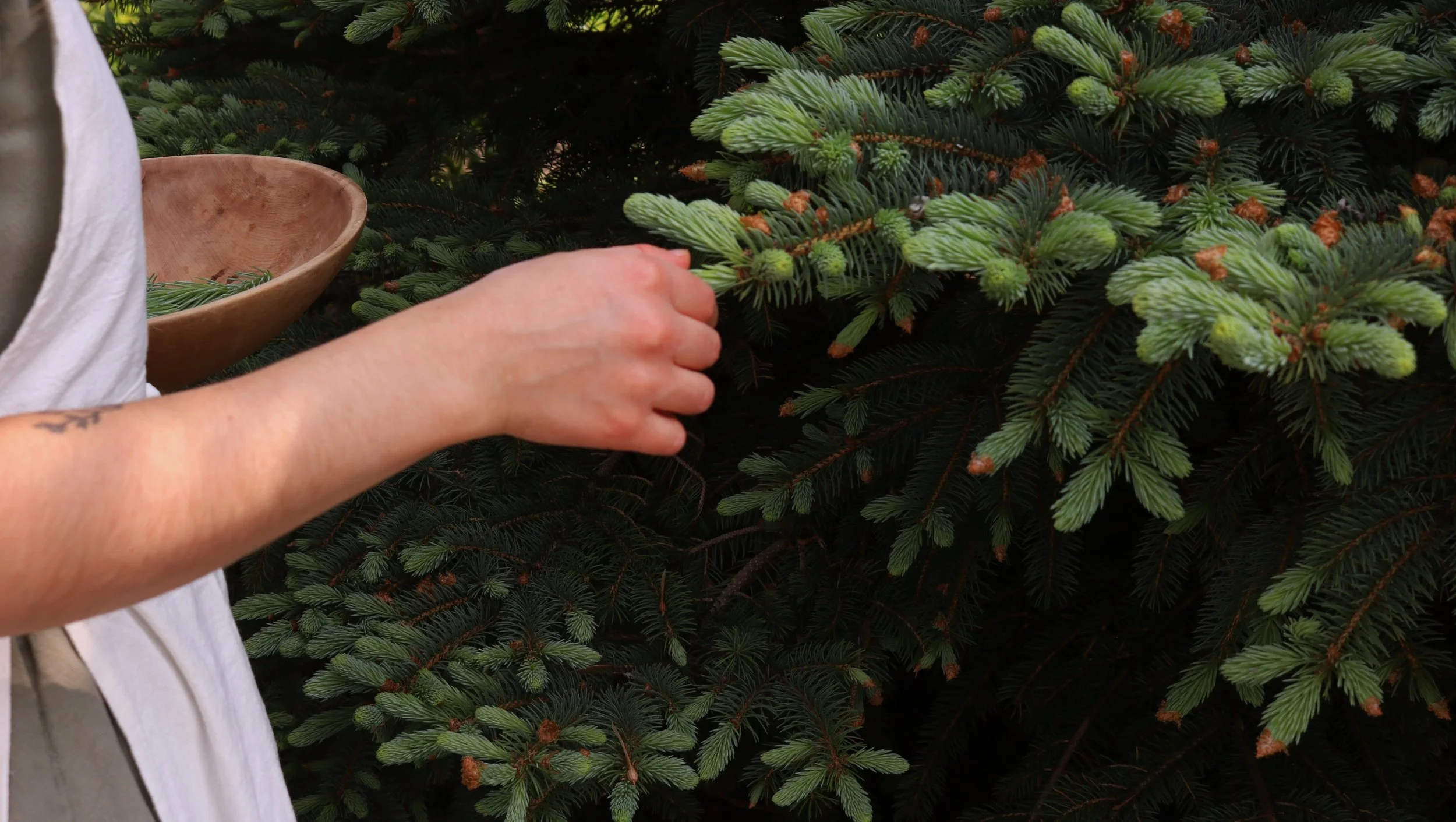 Plant Medicine: Spruce Tips Benefits and Uses — CALICO AND TWINE