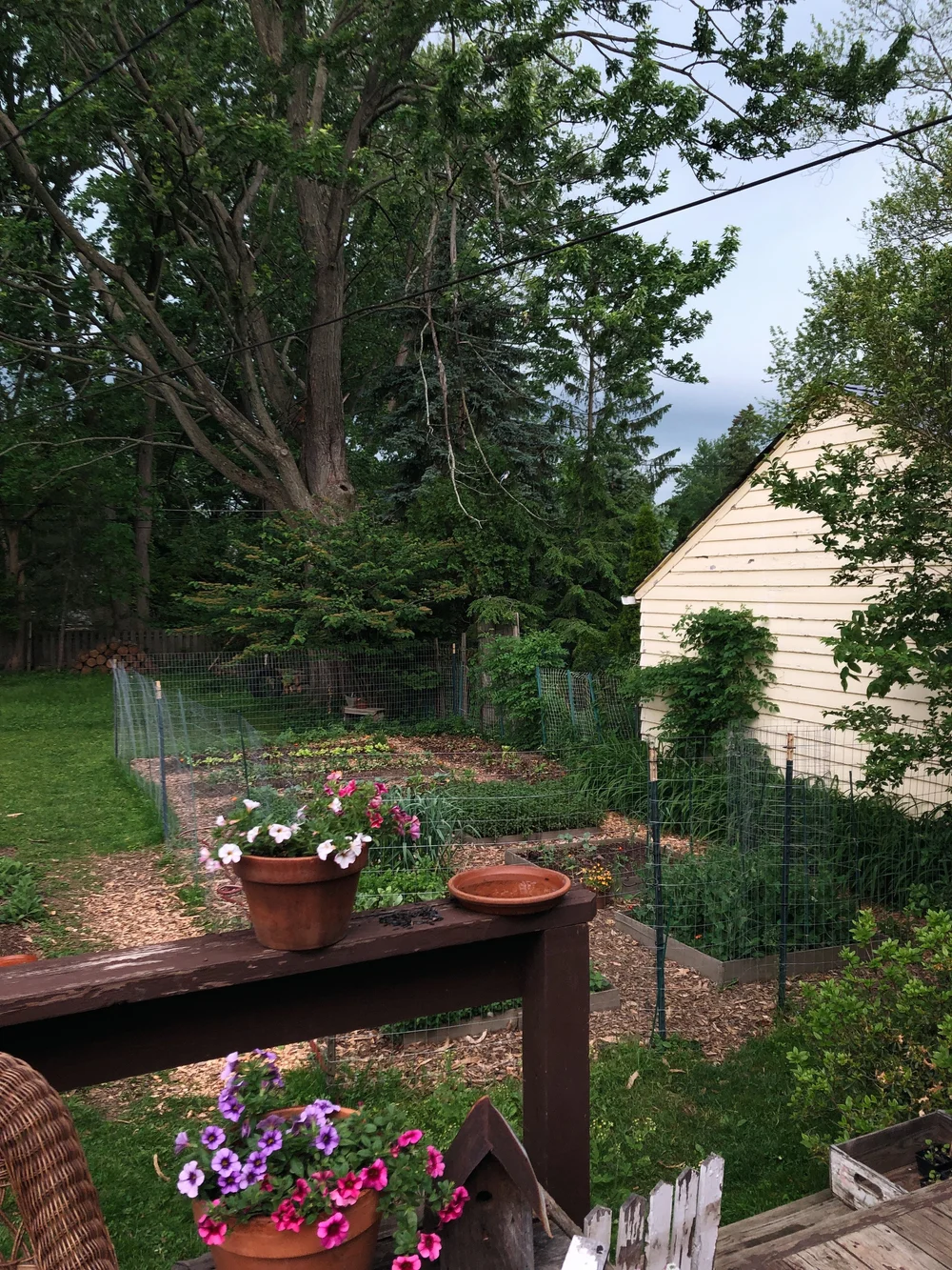 Spring Advances Into Summer: A Homesteader's Diary — CALICO AND TWINE