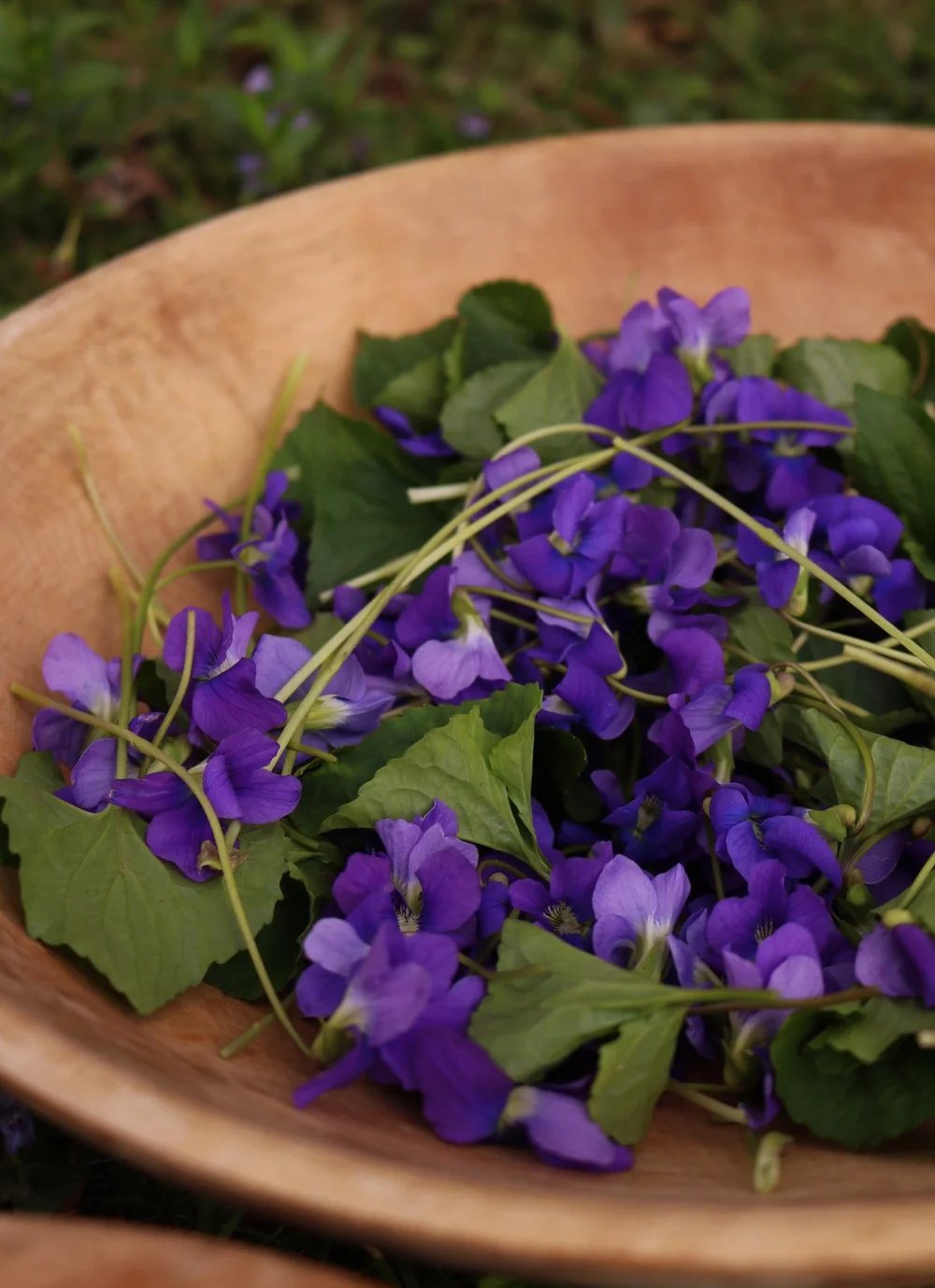 Plant Medicine: Wild Violet Benefits and Uses — CALICO AND TWINE