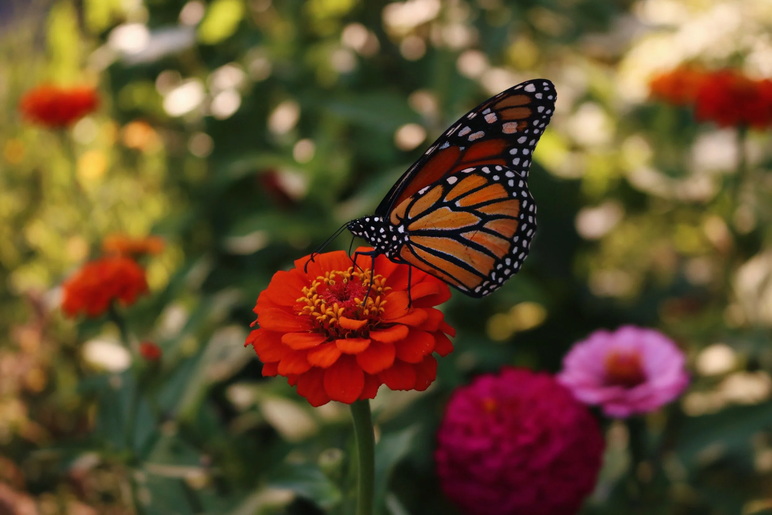 The Joy of Harvest: A Homesteader's Diary — CALICO AND TWINE