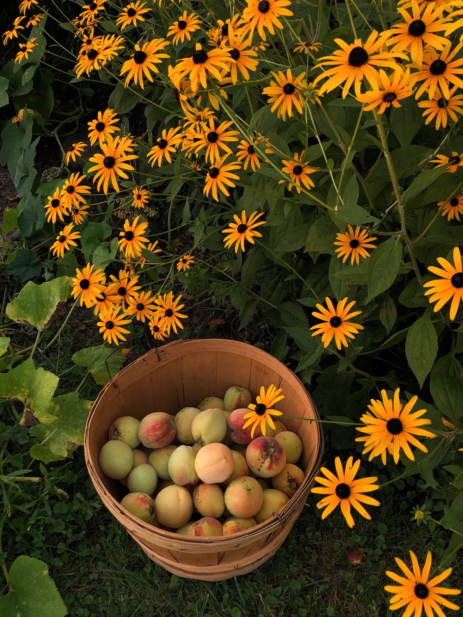 The Joy of Harvest: A Homesteader's Diary — CALICO AND TWINE