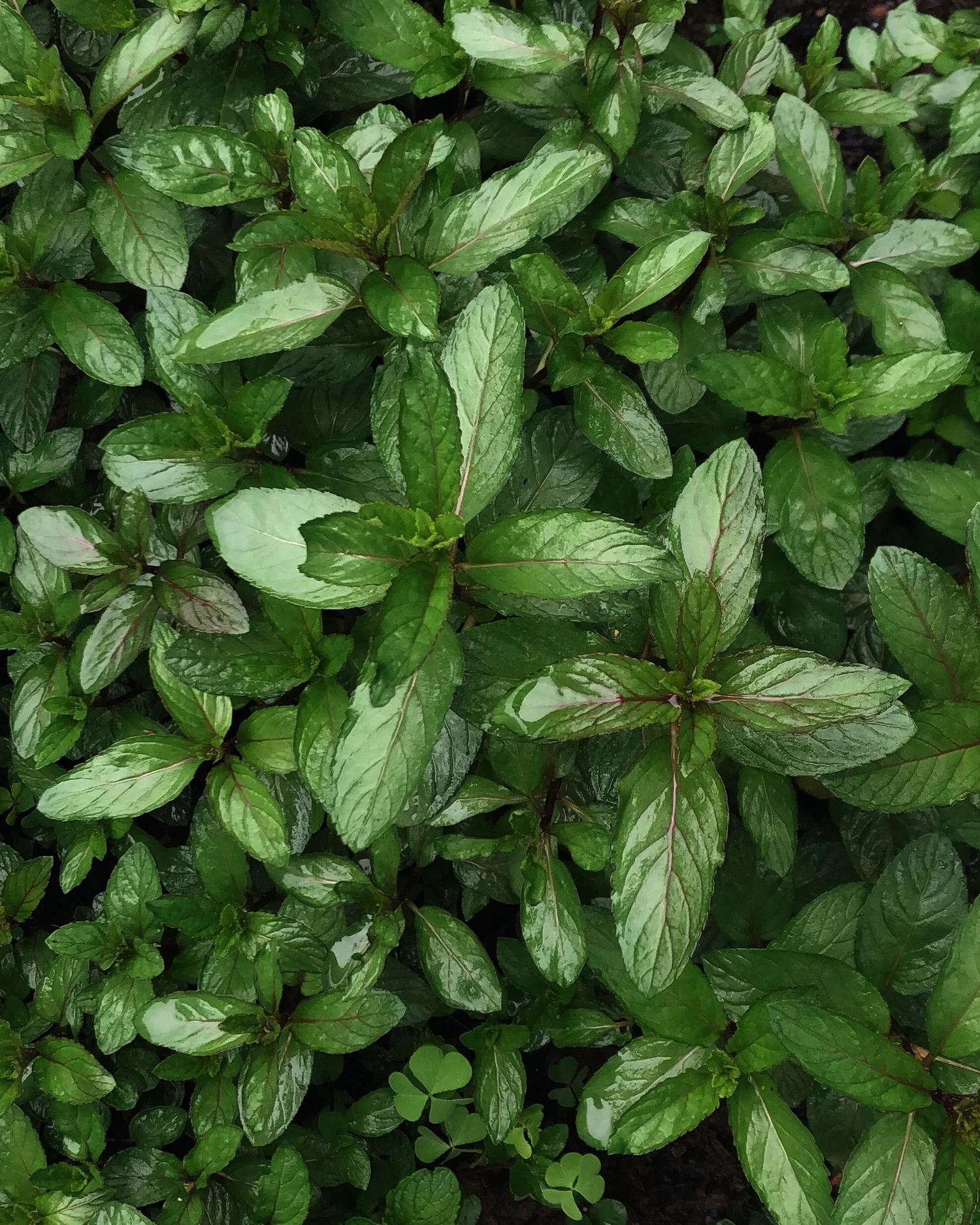 Spring Advances Into Summer: A Homesteader's Diary — CALICO AND TWINE