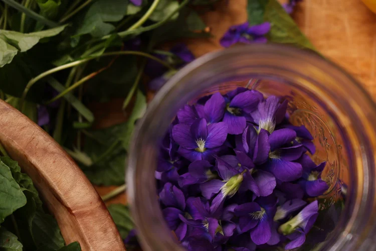 Plant Medicine: Wild Violet Benefits and Uses — CALICO AND TWINE