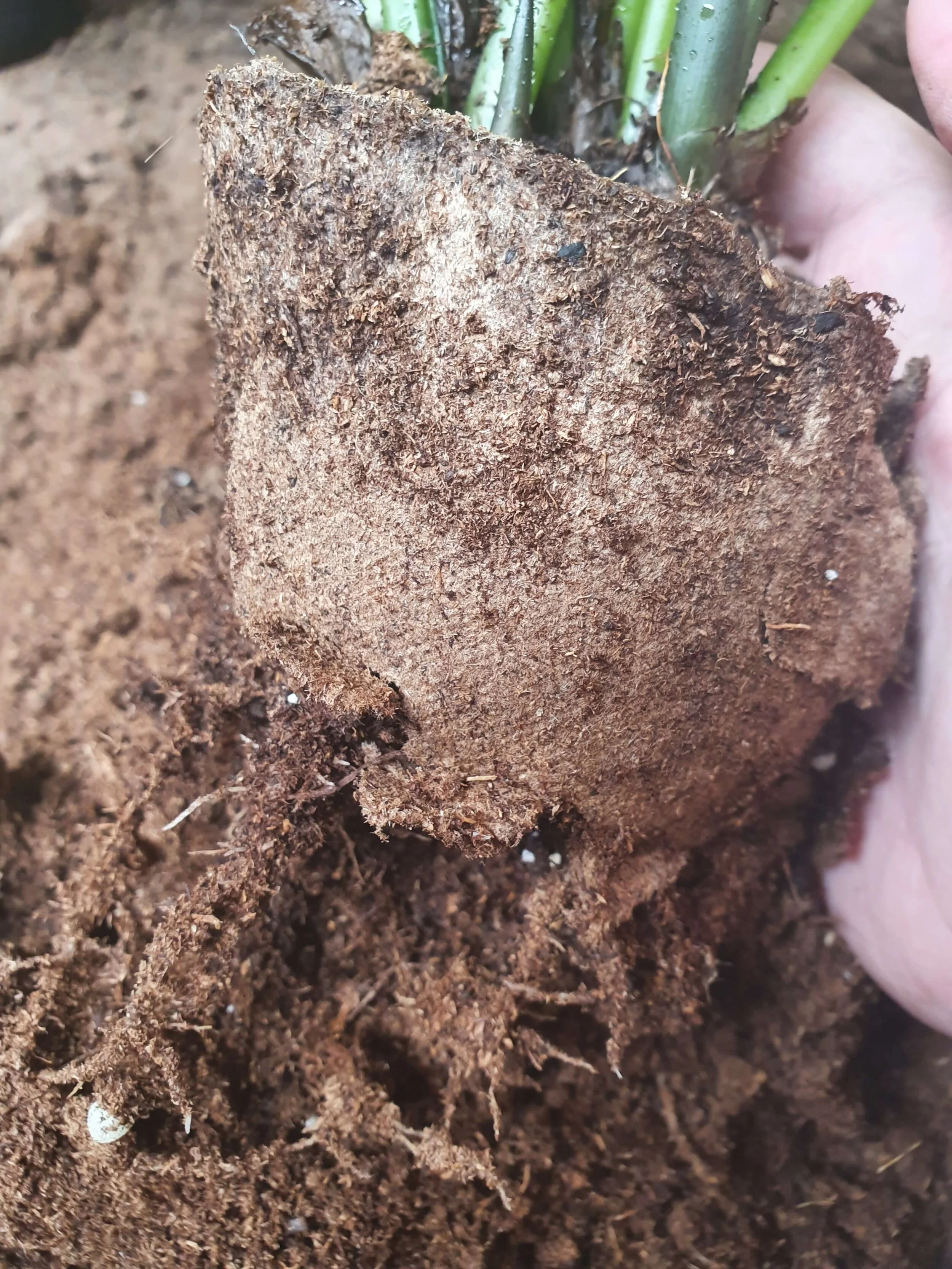 Plugs - What are they, why they aren't bad and how to grow with them ...