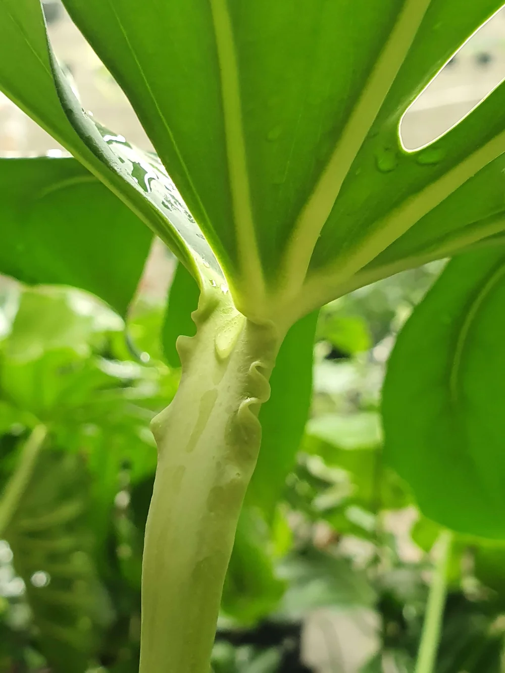 Variegated Monstera Deliciosa: Which one is which? — Verdant Dwellings