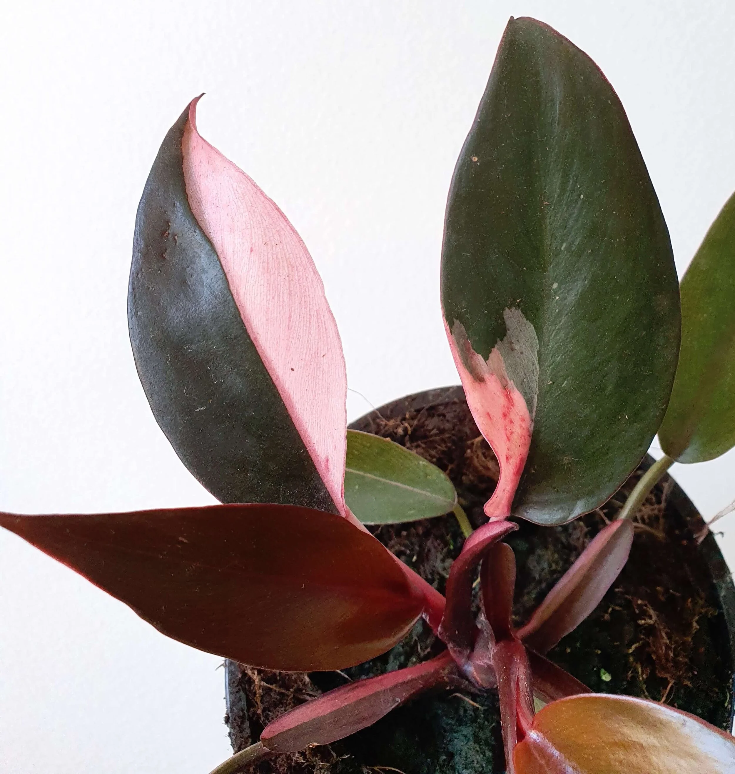 Why No ‘Pink’ Pink Princess? — Verdant Dwellings