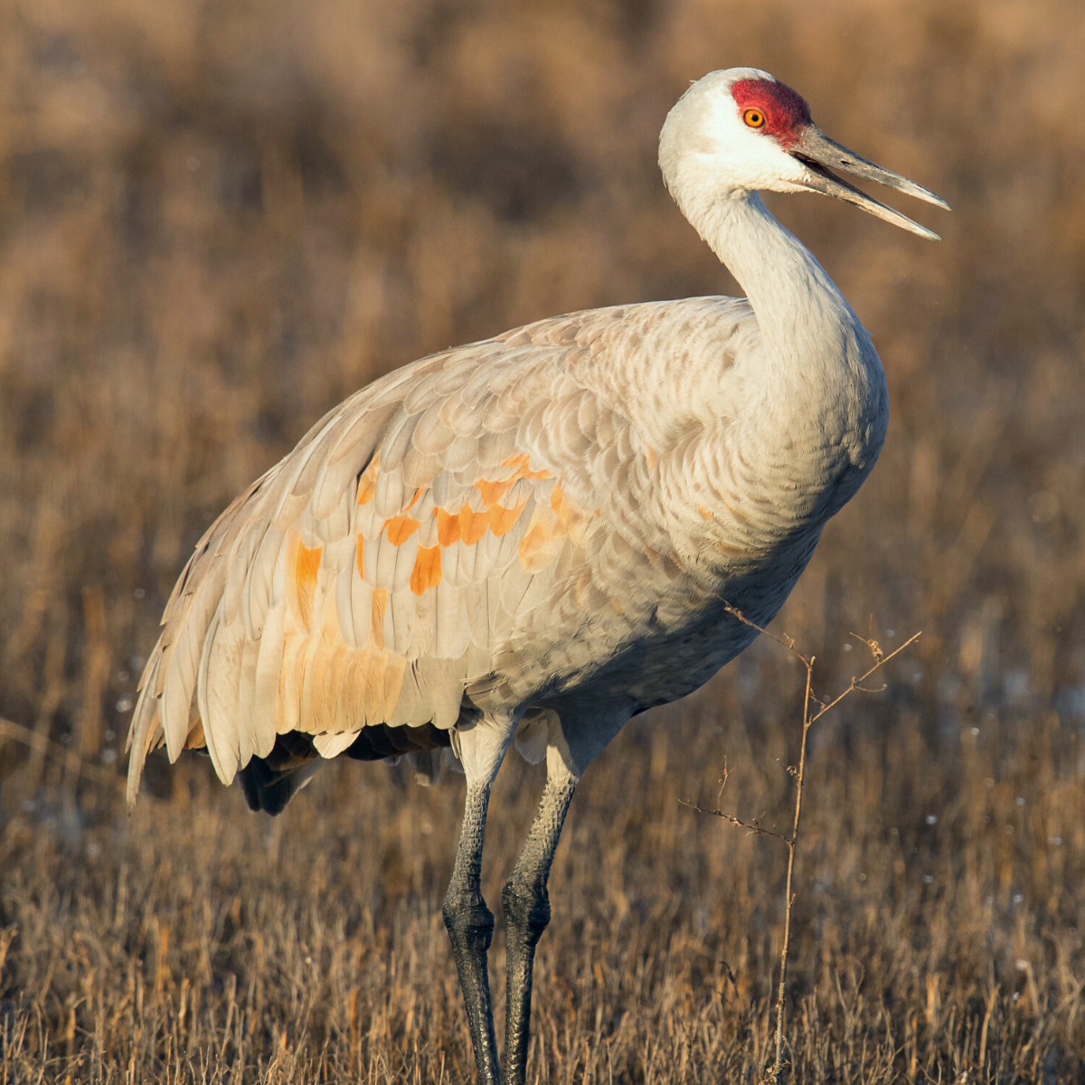 Sandhill Crane — Eastside Audubon Society