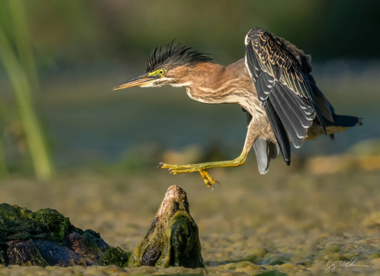 Photo of the Month: October — Eastside Audubon Society