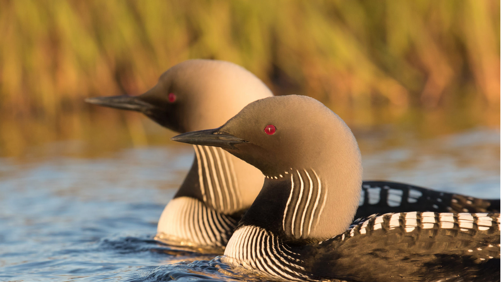 Pacific Loon — Eastside Audubon Society