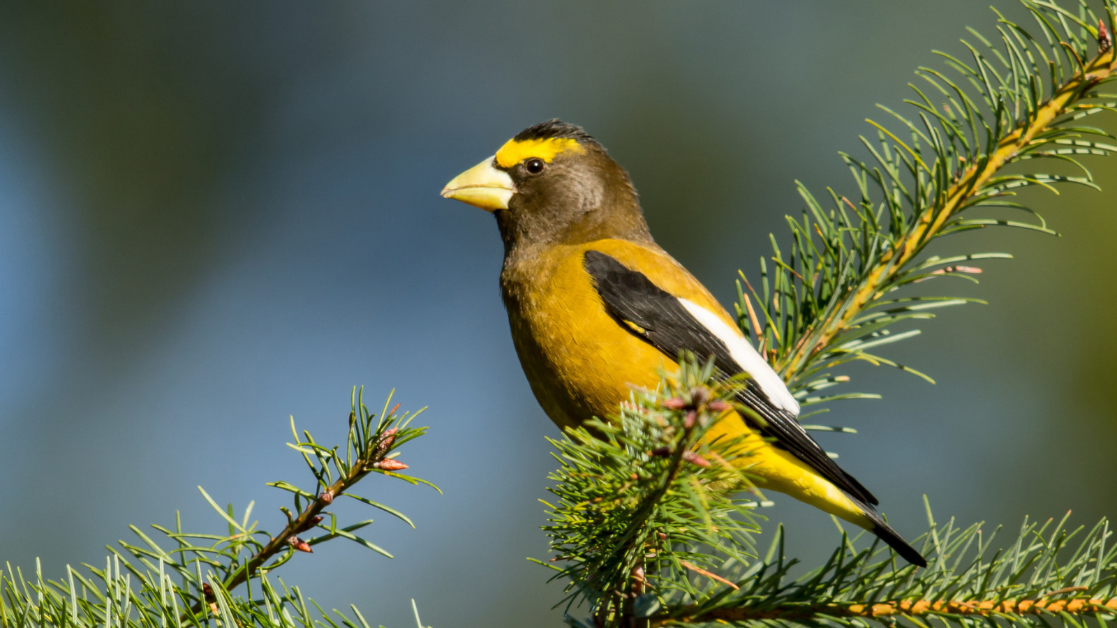 Creating Bird-Friendly Communities — Eastside Audubon Society