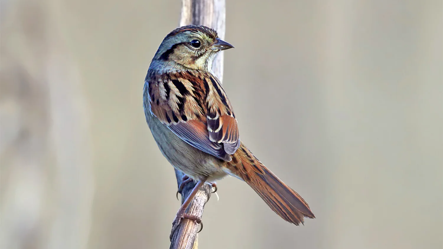 Swamp Sparrow — Eastside Audubon Society