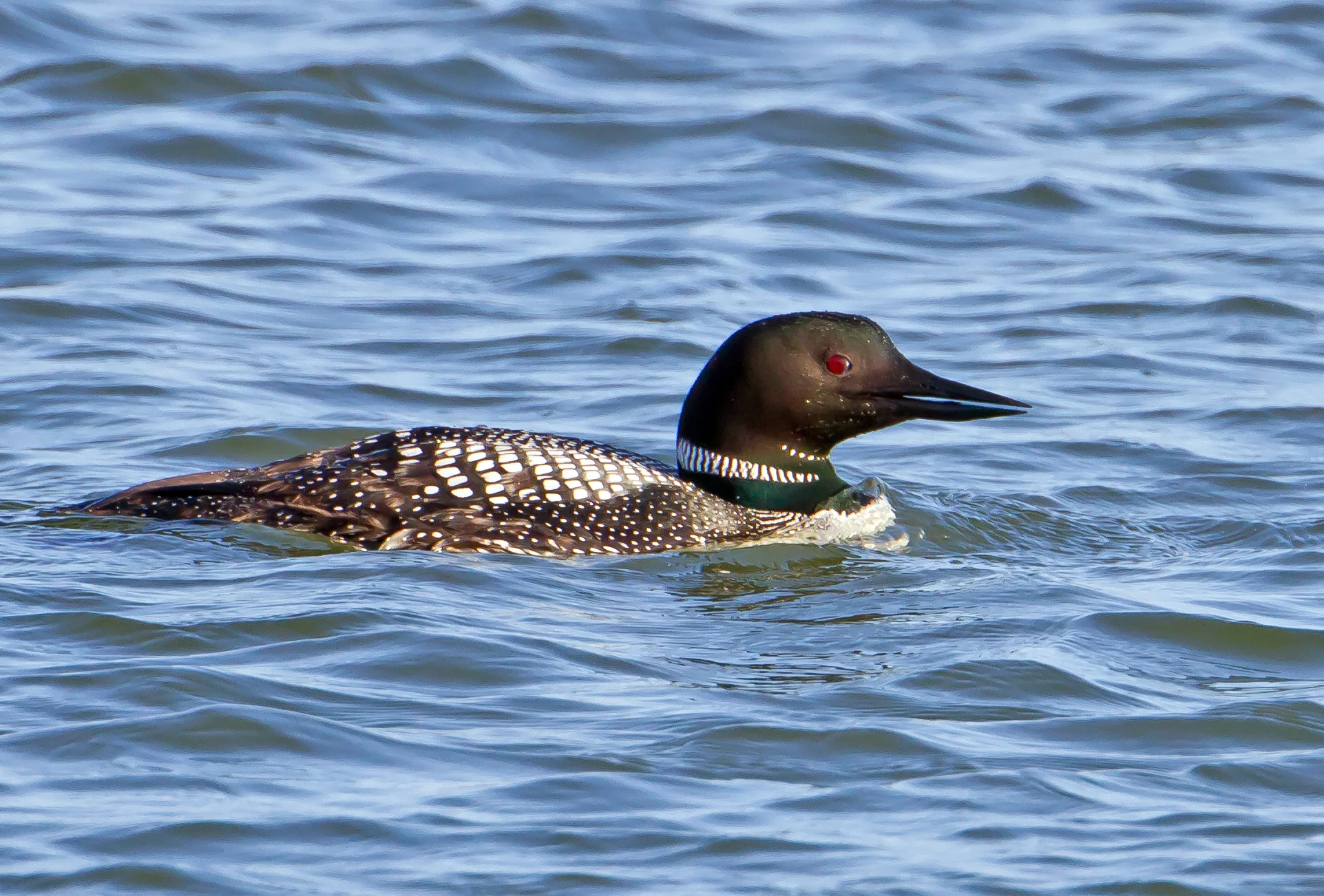 Common Loon — Eastside Audubon Society