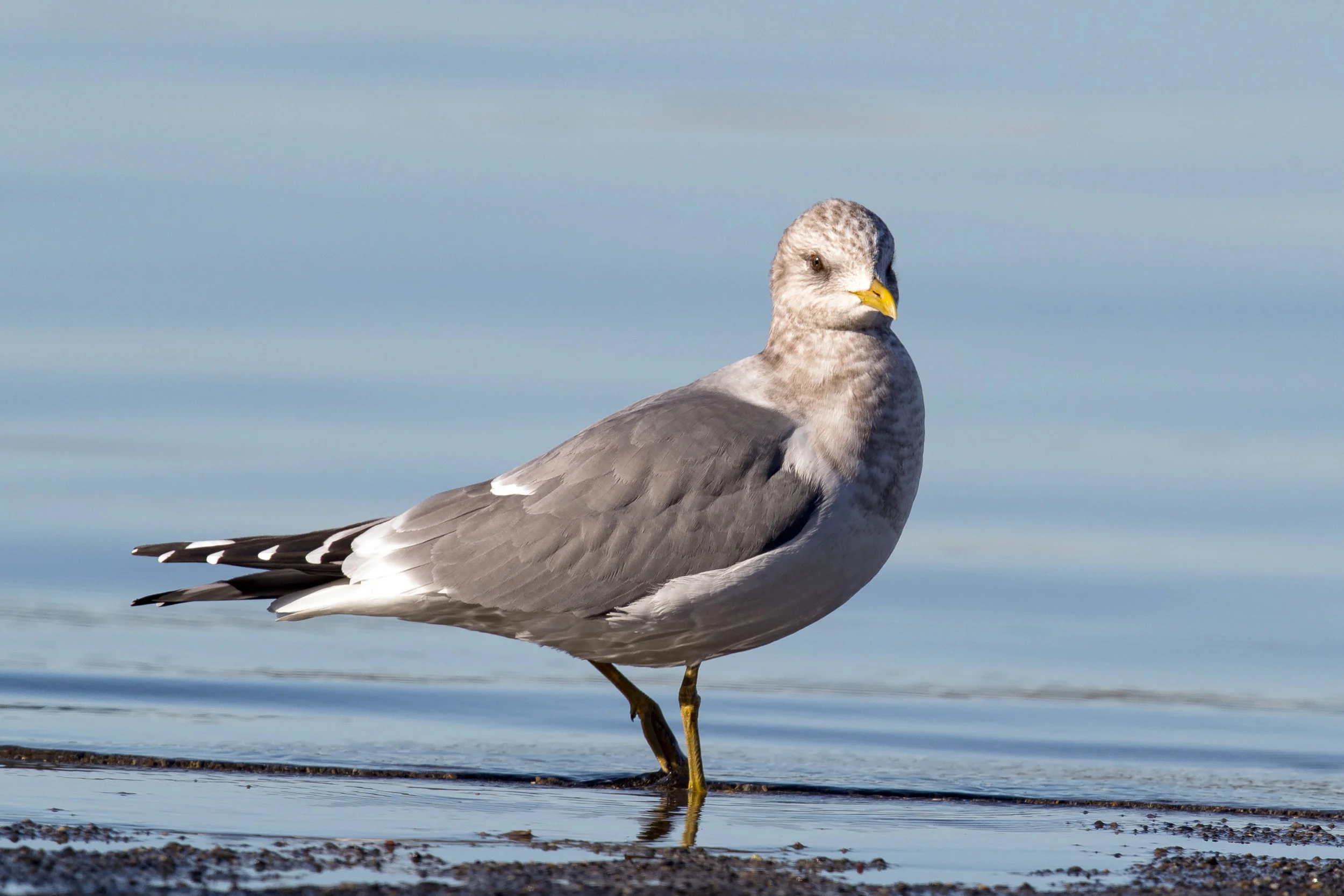 Mew Gull, Ring-billed Gull, California Gull — Eastside Audubon Society