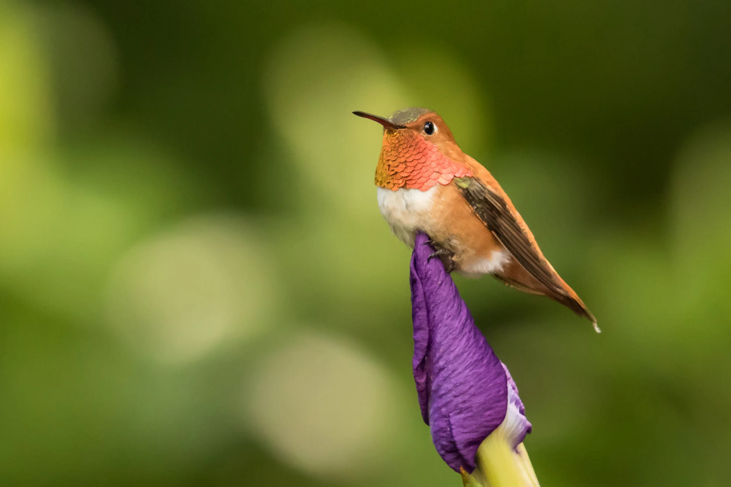 Orange Hummingbirds