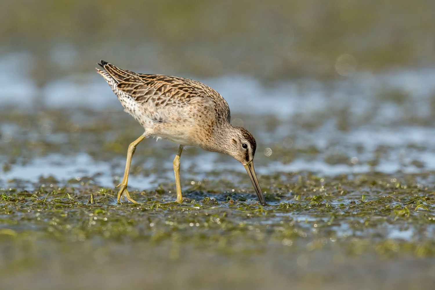 Long Billed Dowitcher Juvenile