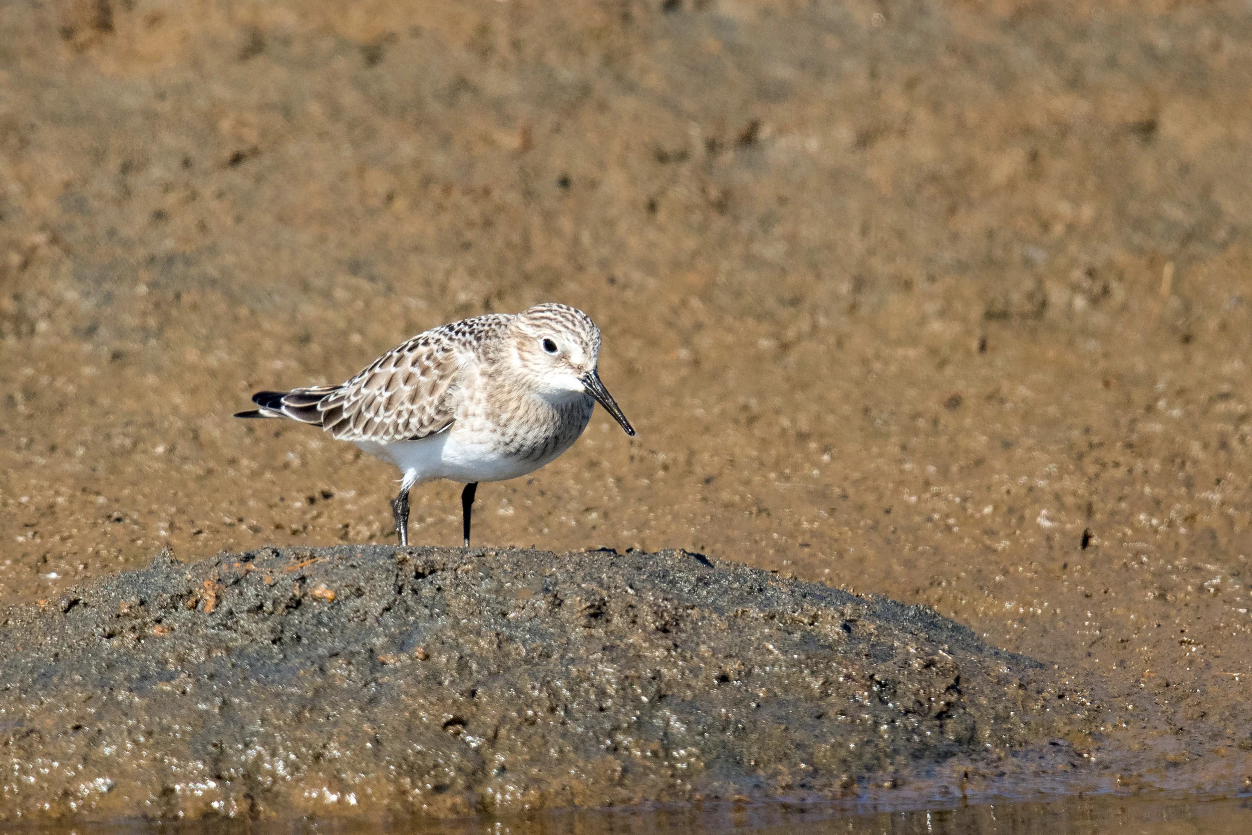 Baird's Sandpiper — Eastside Audubon Society