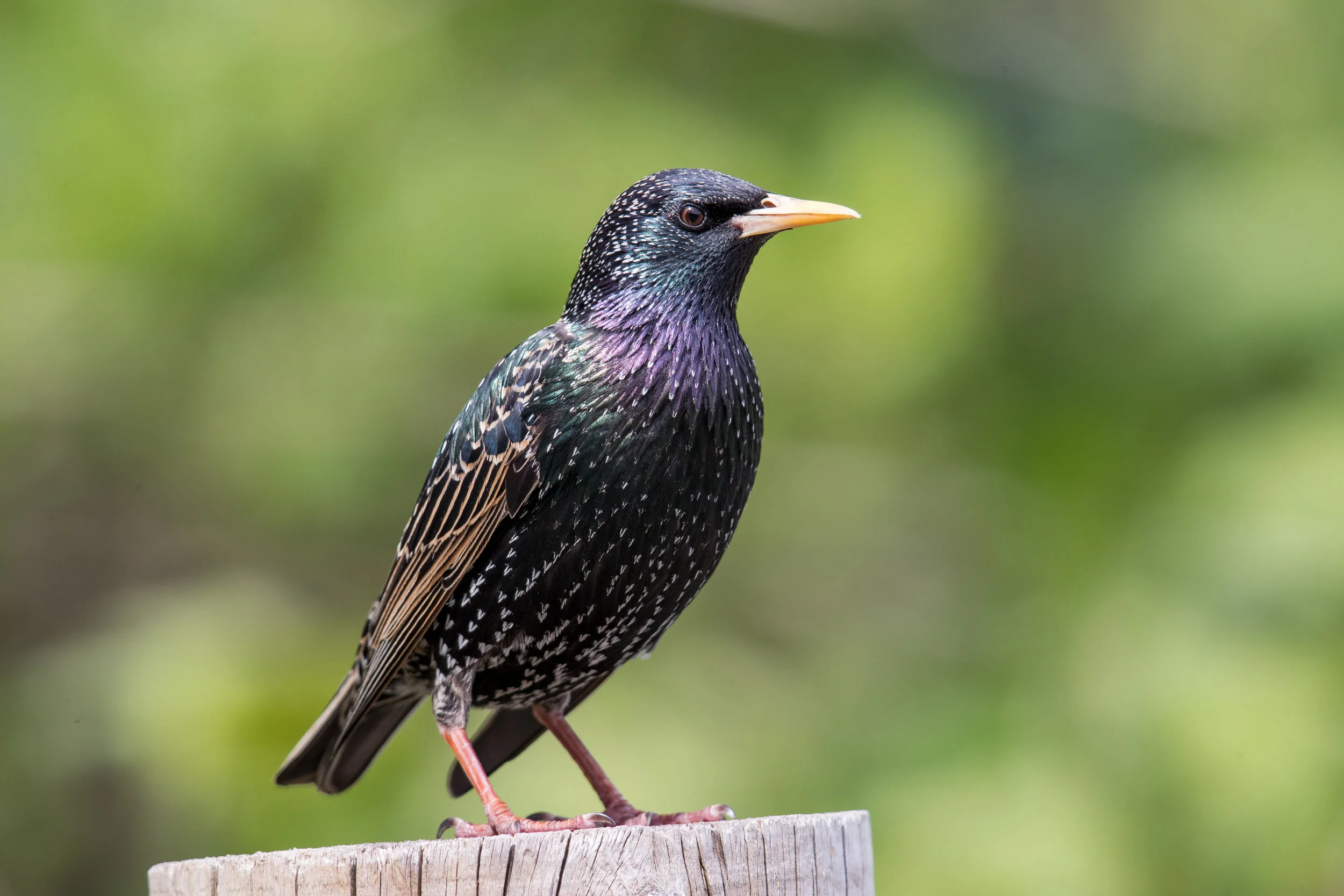 European Starling Eastside Audubon Society European Starling Eastside Audubon Society