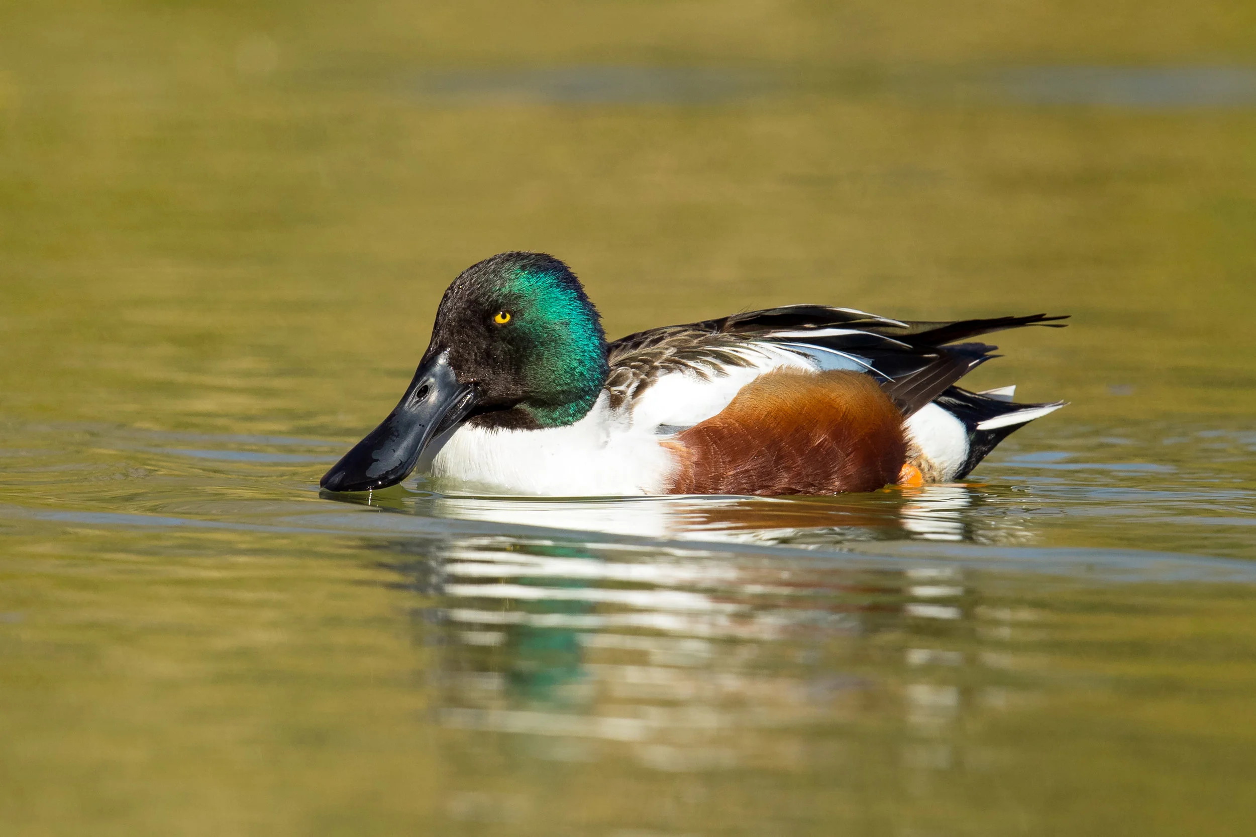 Northern Shoveler Eastside Audubon Society Northern Shoveler Eastside Audubon Society