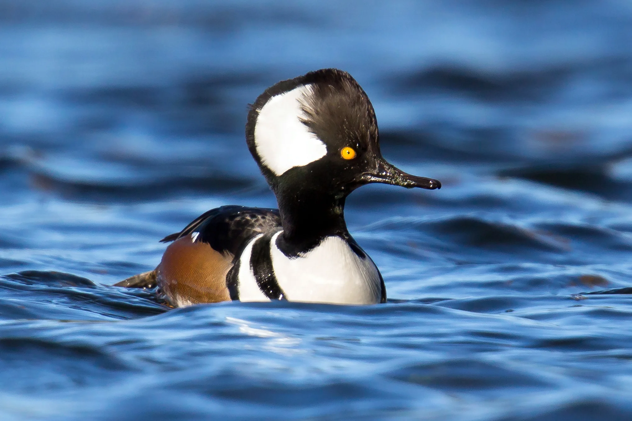 Hooded Merganser — Eastside Audubon Society