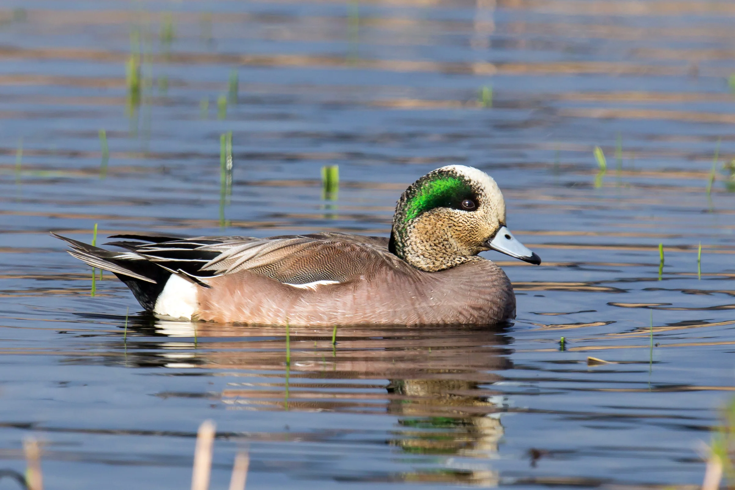 American Wigeon — Eastside Audubon Society