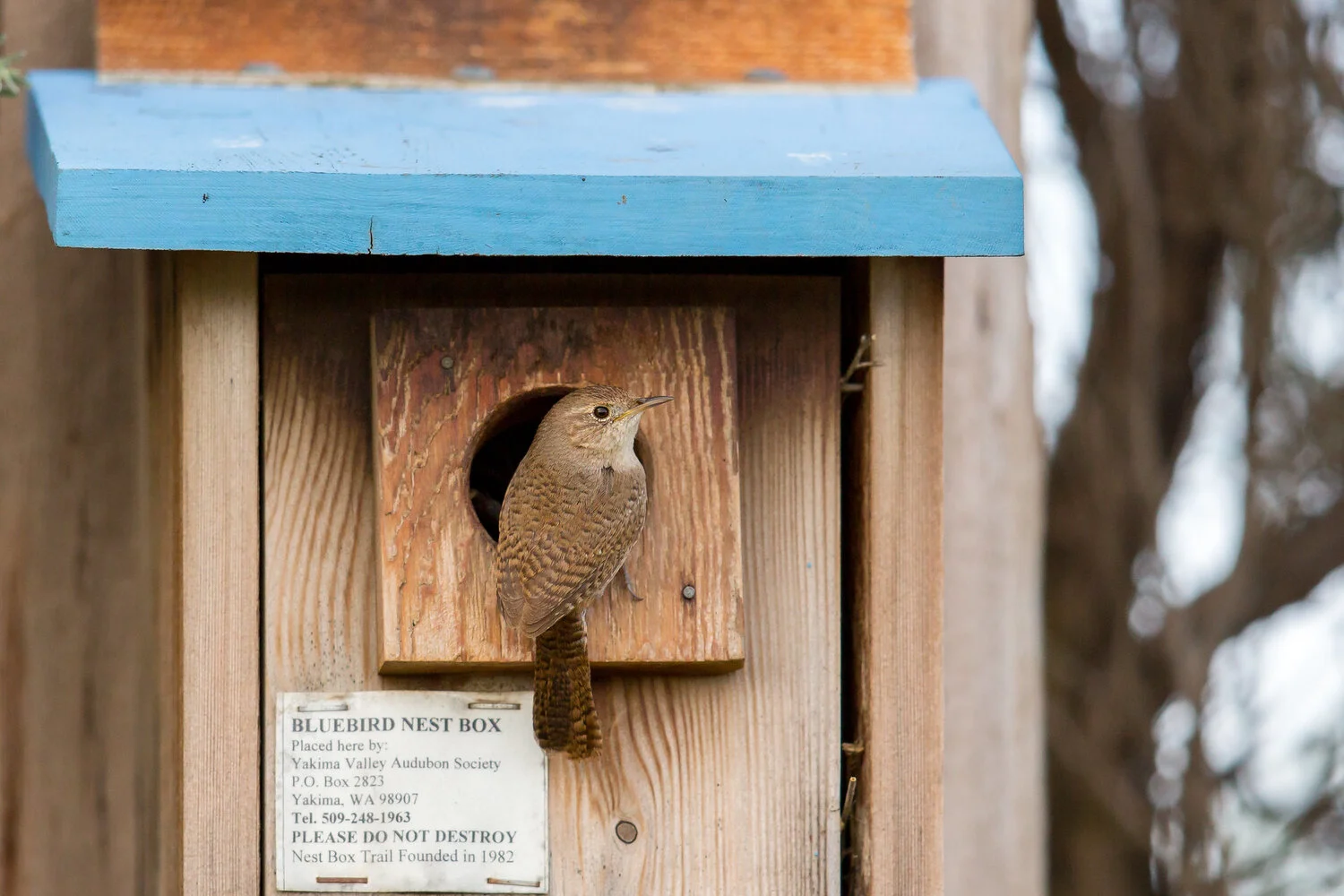 House Wren — Eastside Audubon Society