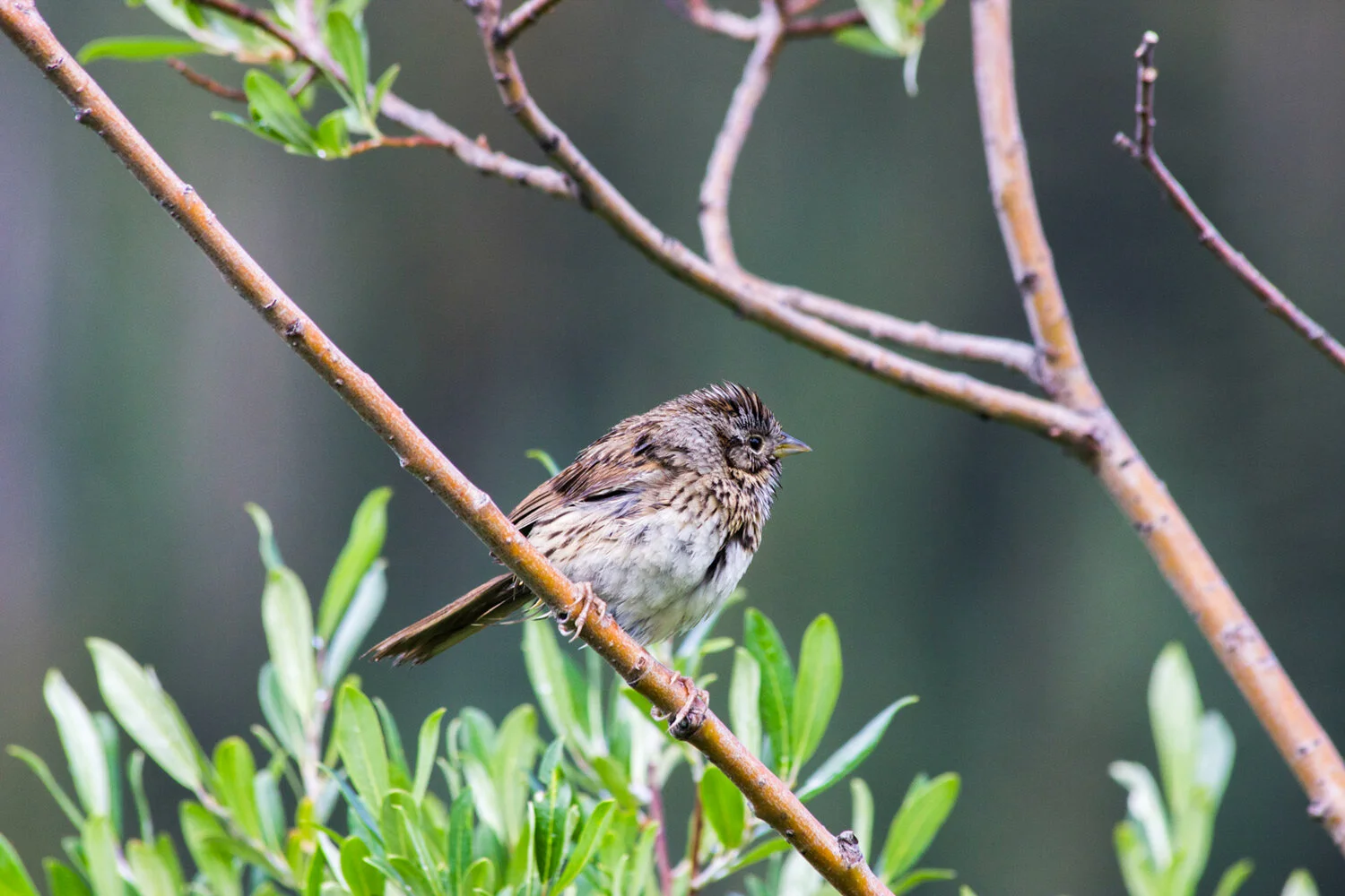 Lincoln's Sparrow — Eastside Audubon Society