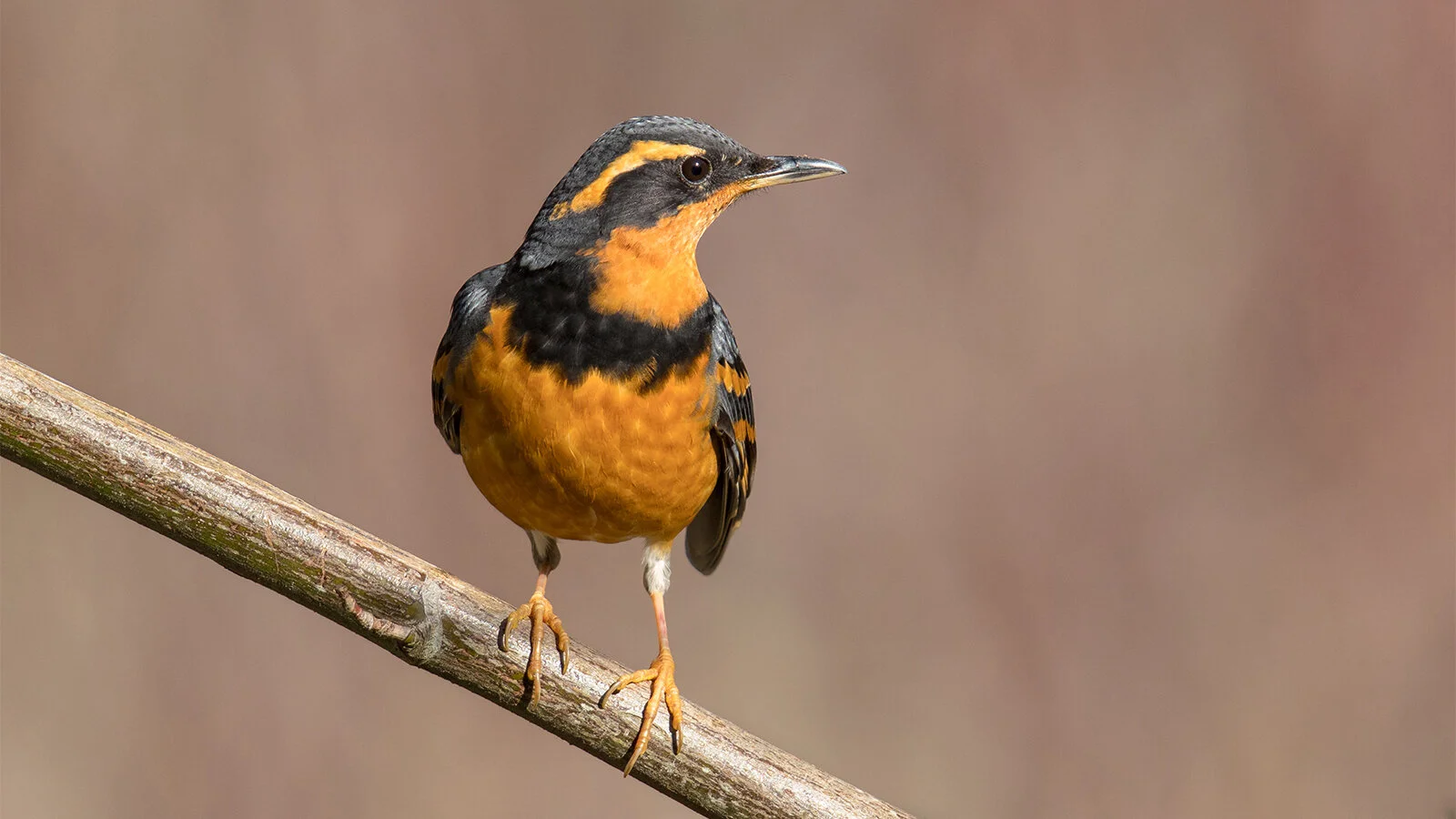 Gallery - Woodland Birds — Eastside Audubon Society