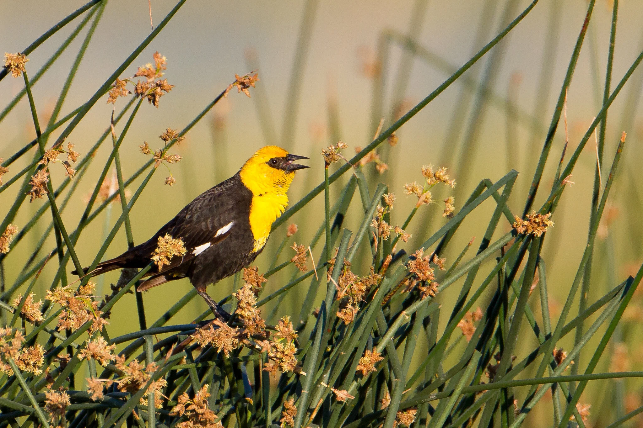 Yellow-headed Blackbird — Eastside Audubon Society