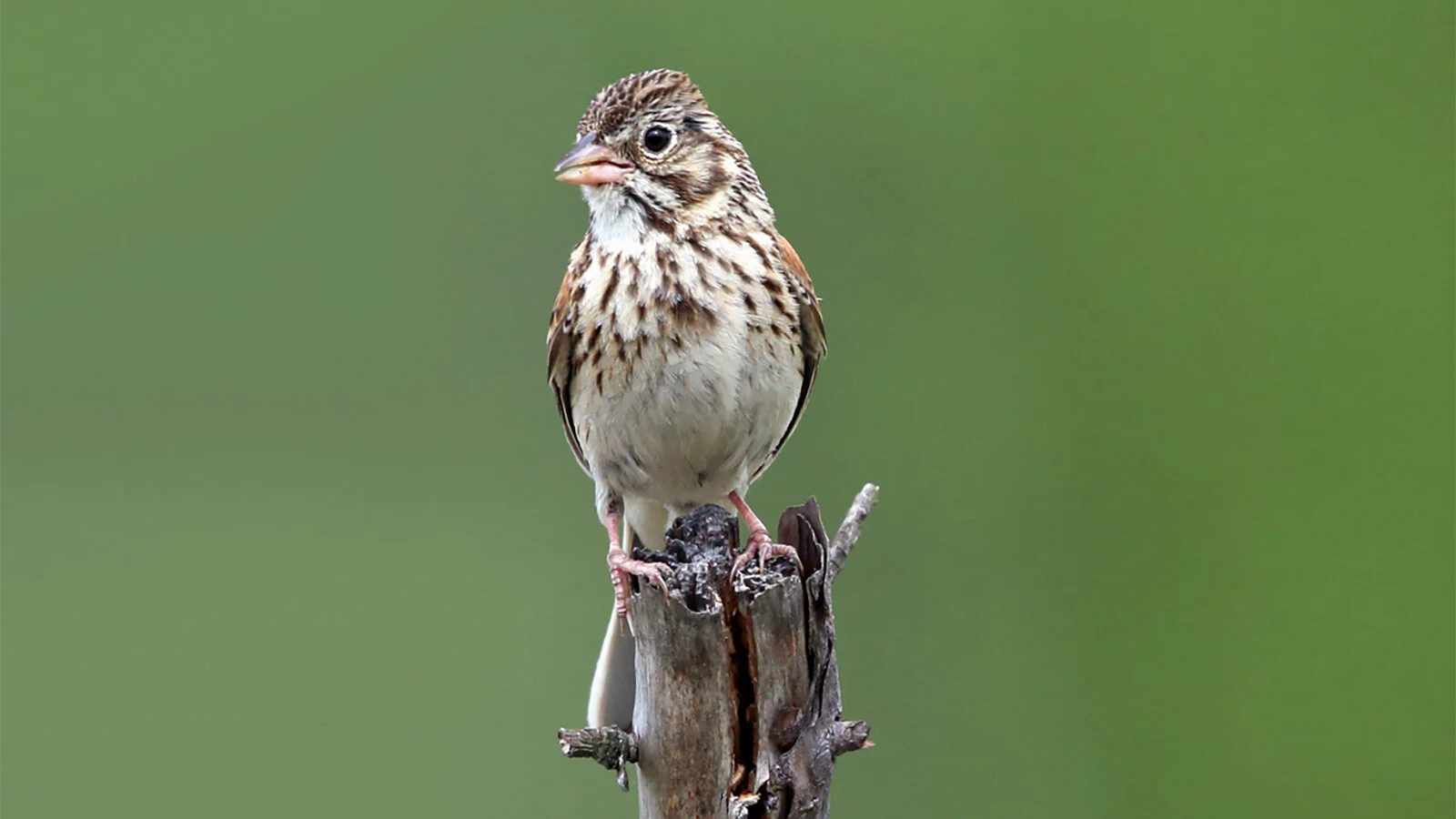 Vesper Sparrow — Eastside Audubon Society