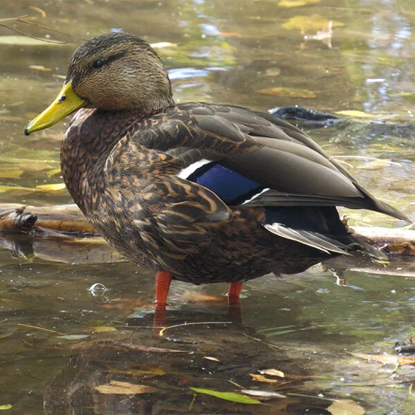 Hello Mexican Duck! Good-bye Northwestern Crow! — Eastside Audubon Society