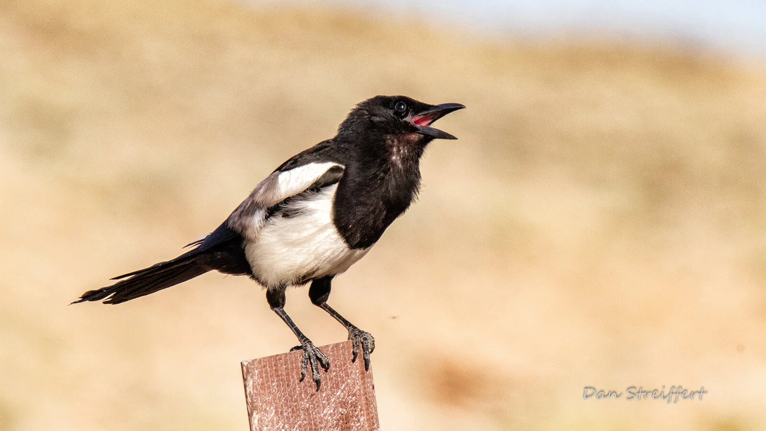 Magpie
