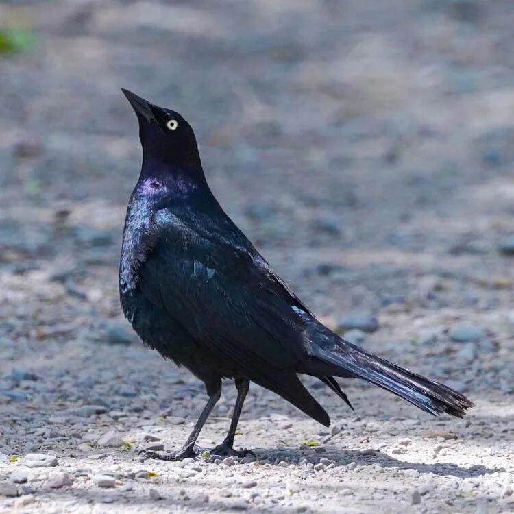 Brewer's Blackbird — Eastside Audubon Society
