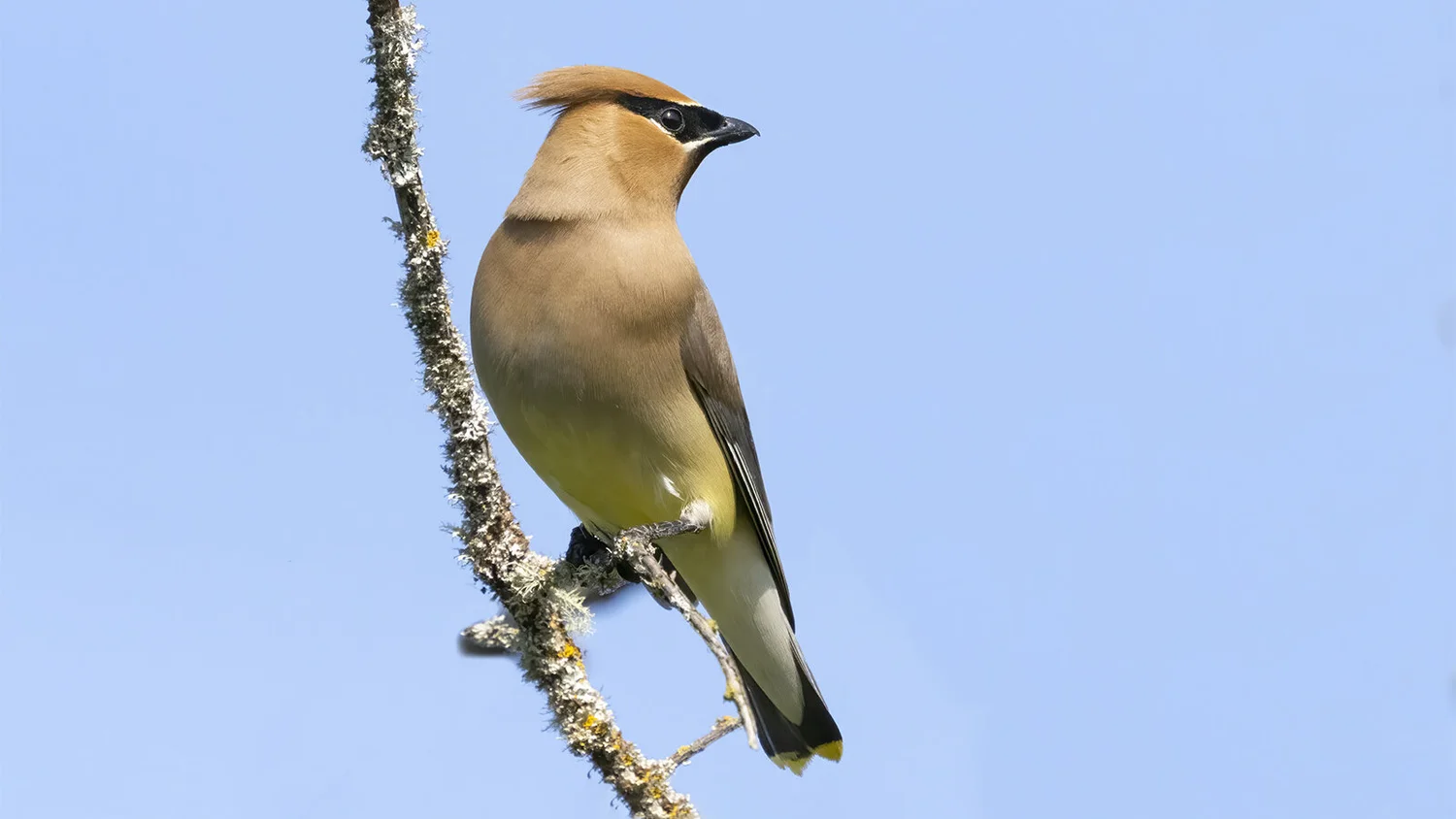 What Does a Bird Perched With Wing Out Mean: Powerful Meanings You ...