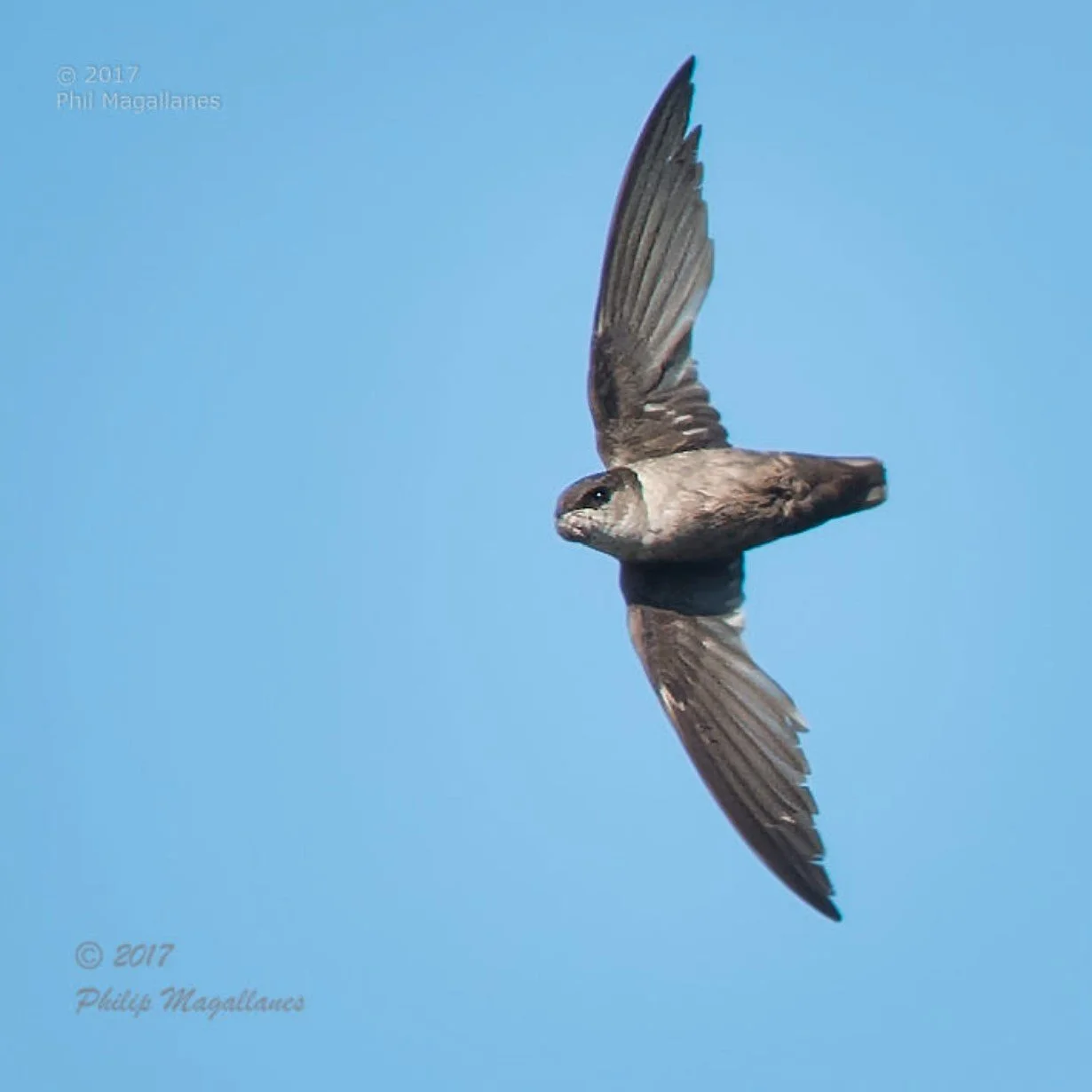 Vaux's Swift — Eastside Audubon Society