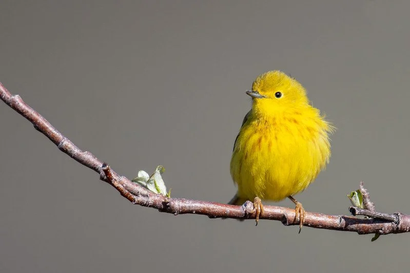 Bird Gallery — Eastside Audubon Society