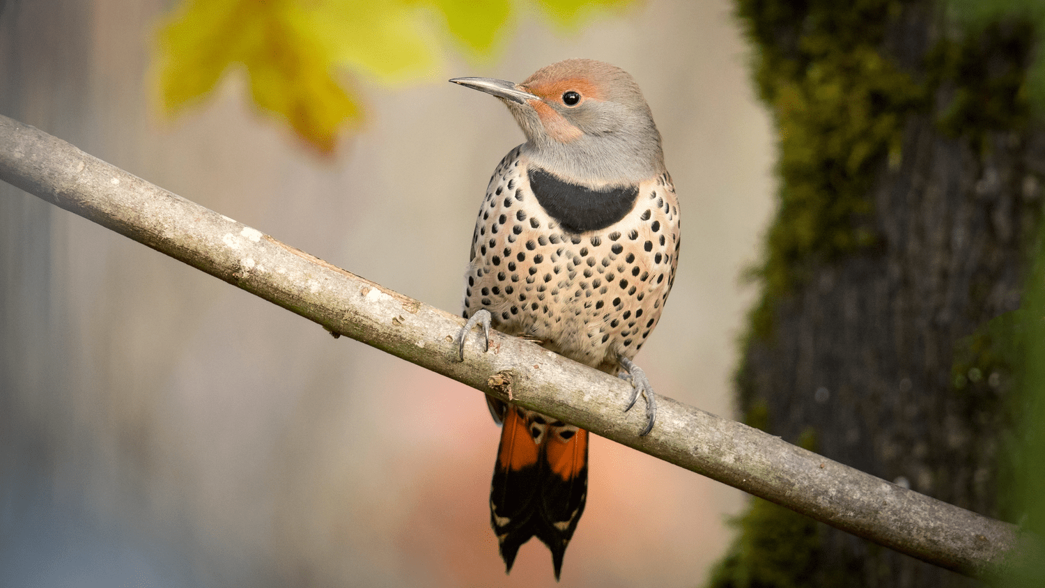 Flicker Woodpeckers