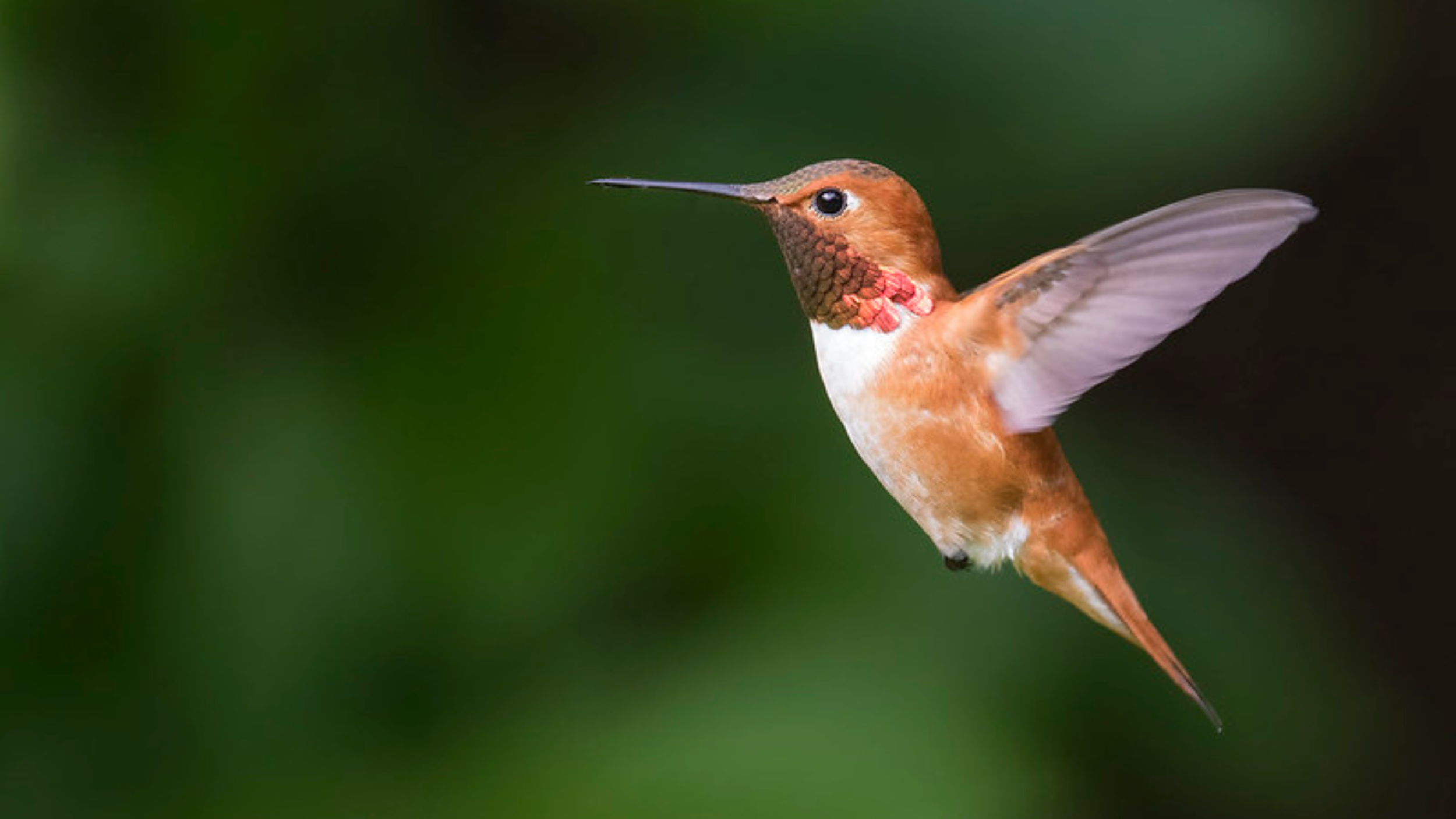 From Sea to Summit: The Marvelous Hummingbird — Eastside Audubon Society