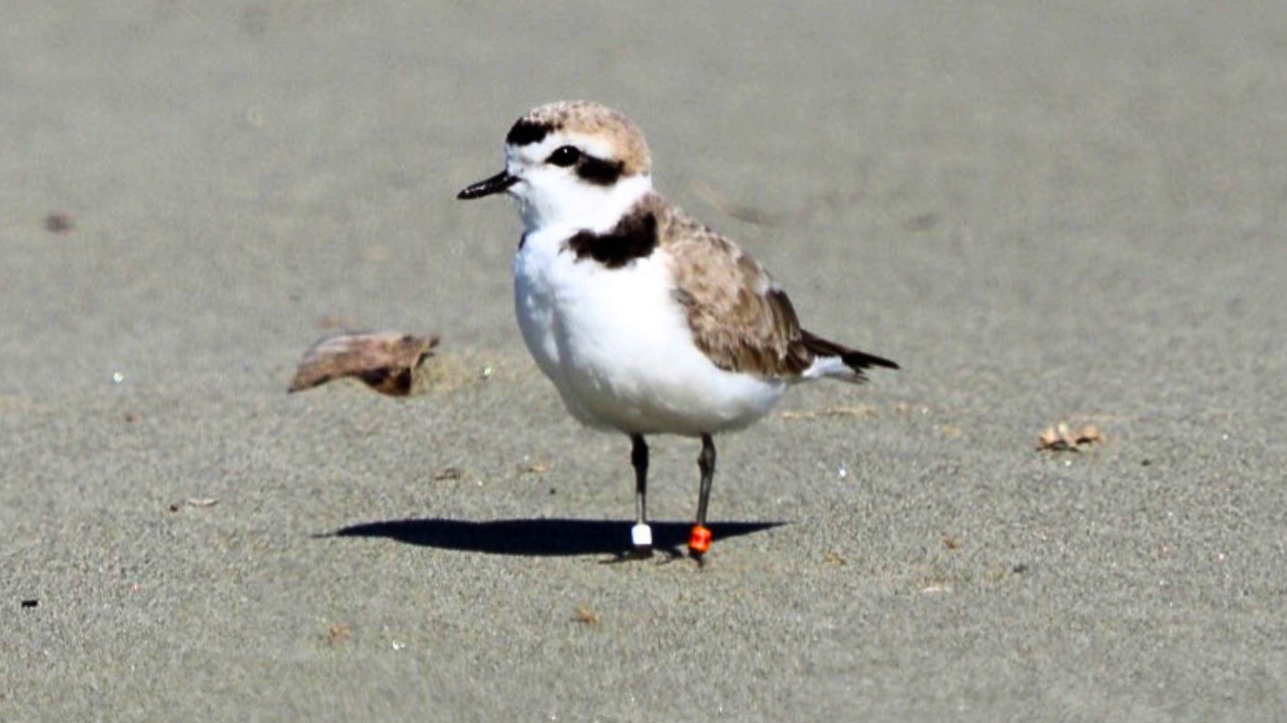 Banded Snowy Plovers at Grayland Beach State Park — Eastside Audubon ...