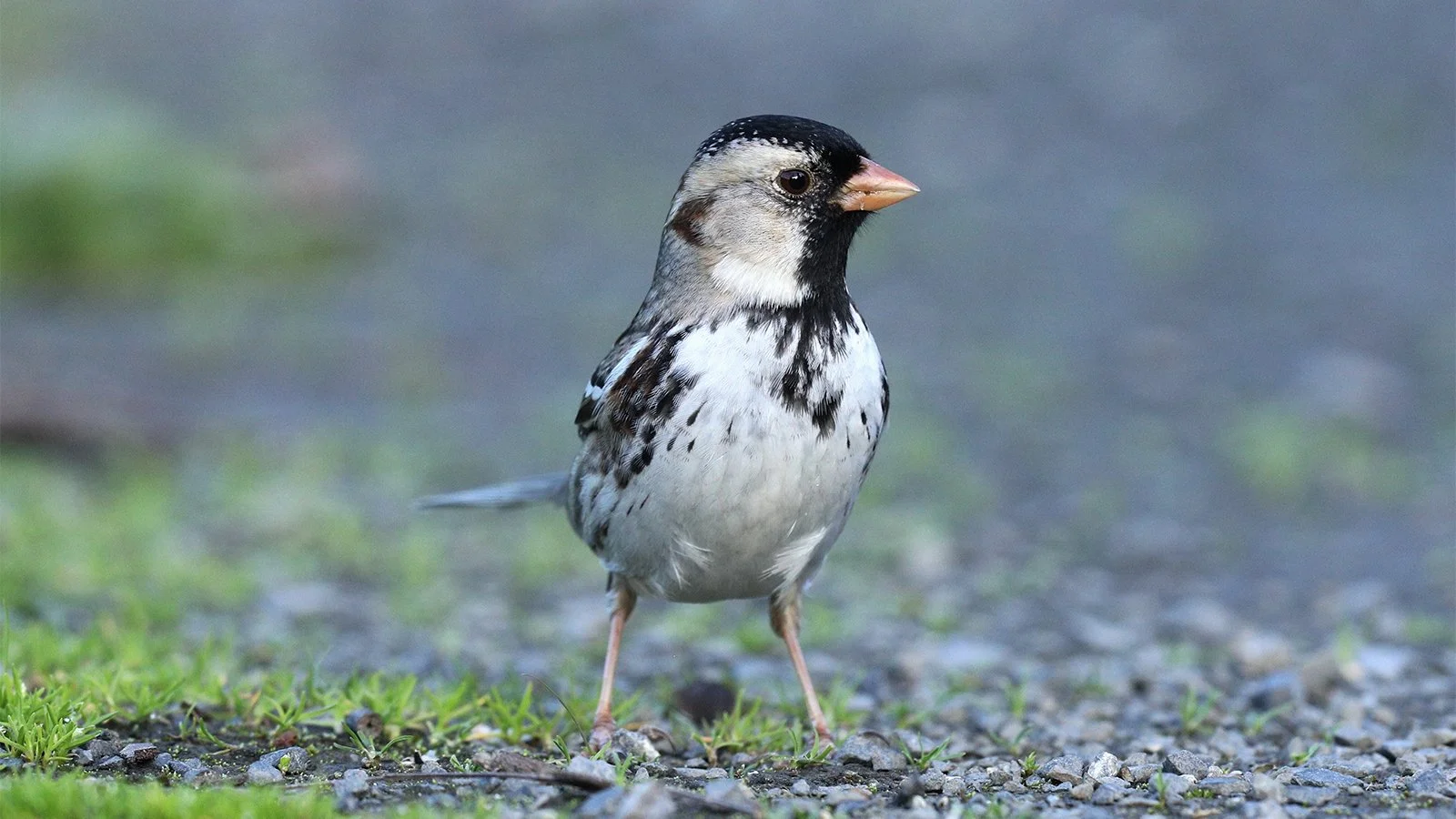 Sparrows of the Pacific Northwest – Eastside Audubon Meet the sparrows ...