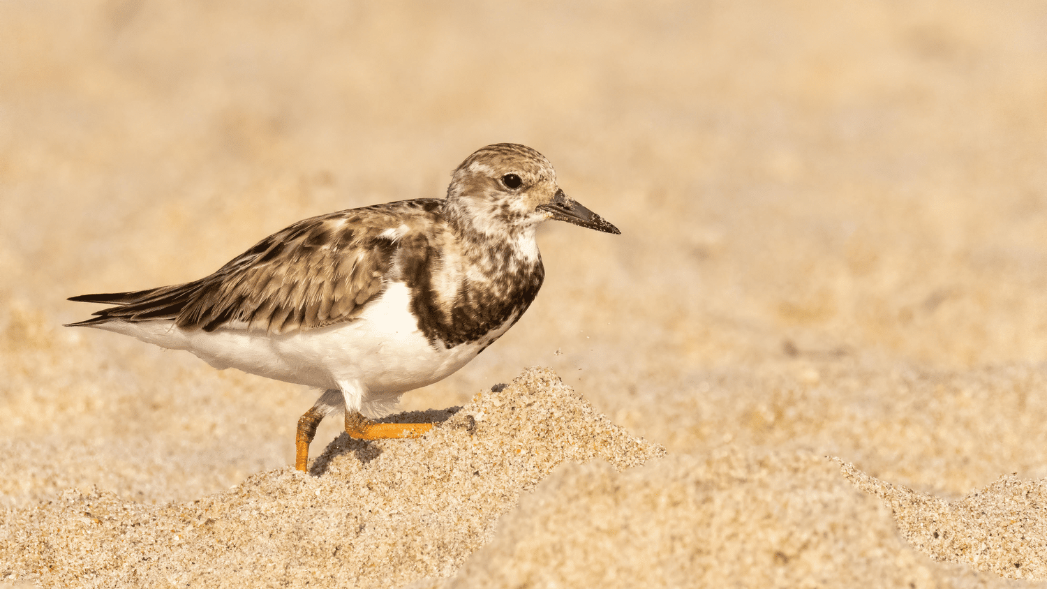 Types Of Shorebirds