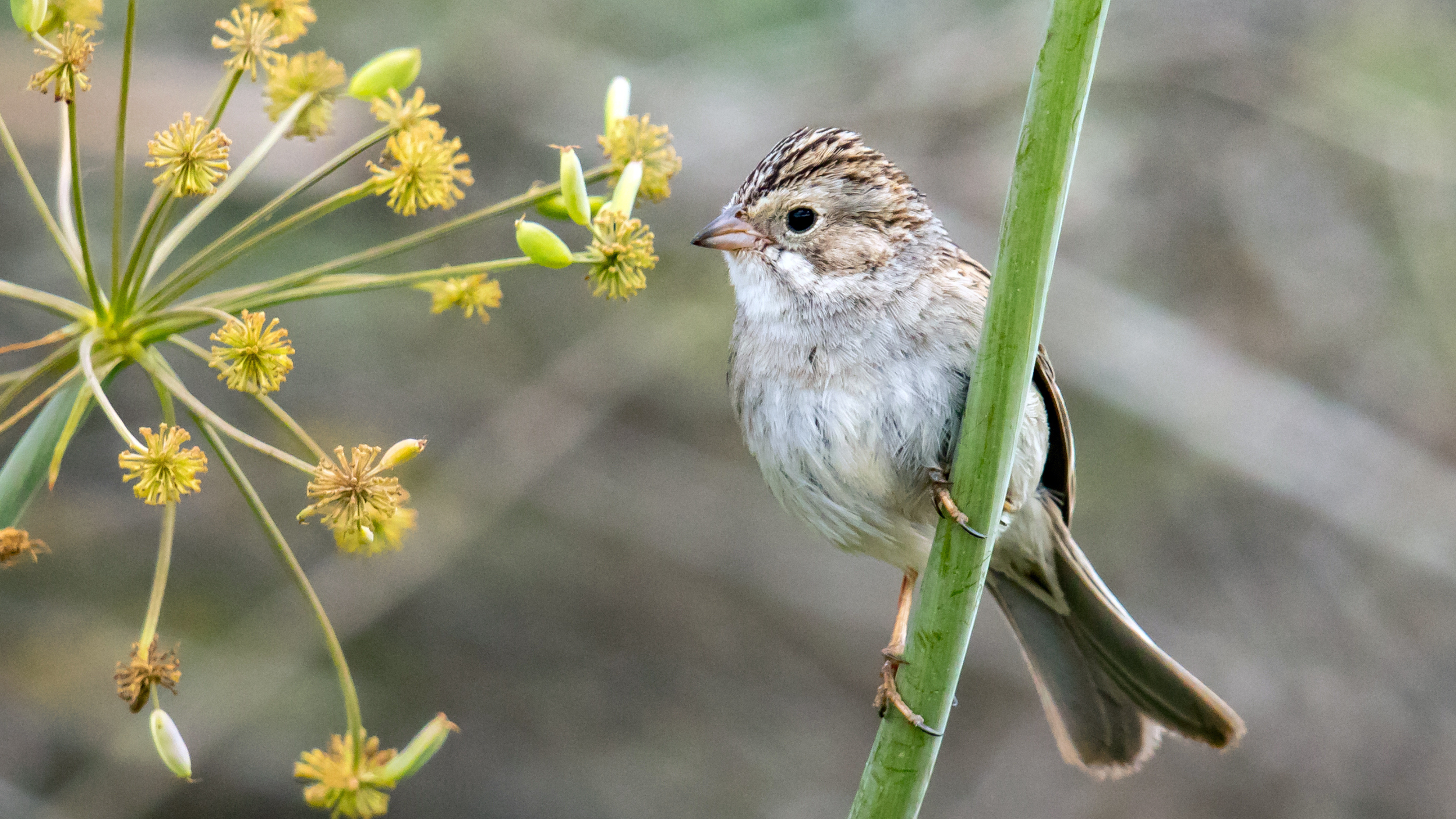 Sparrows of the Pacific Northwest – Eastside Audubon Meet the sparrows ...