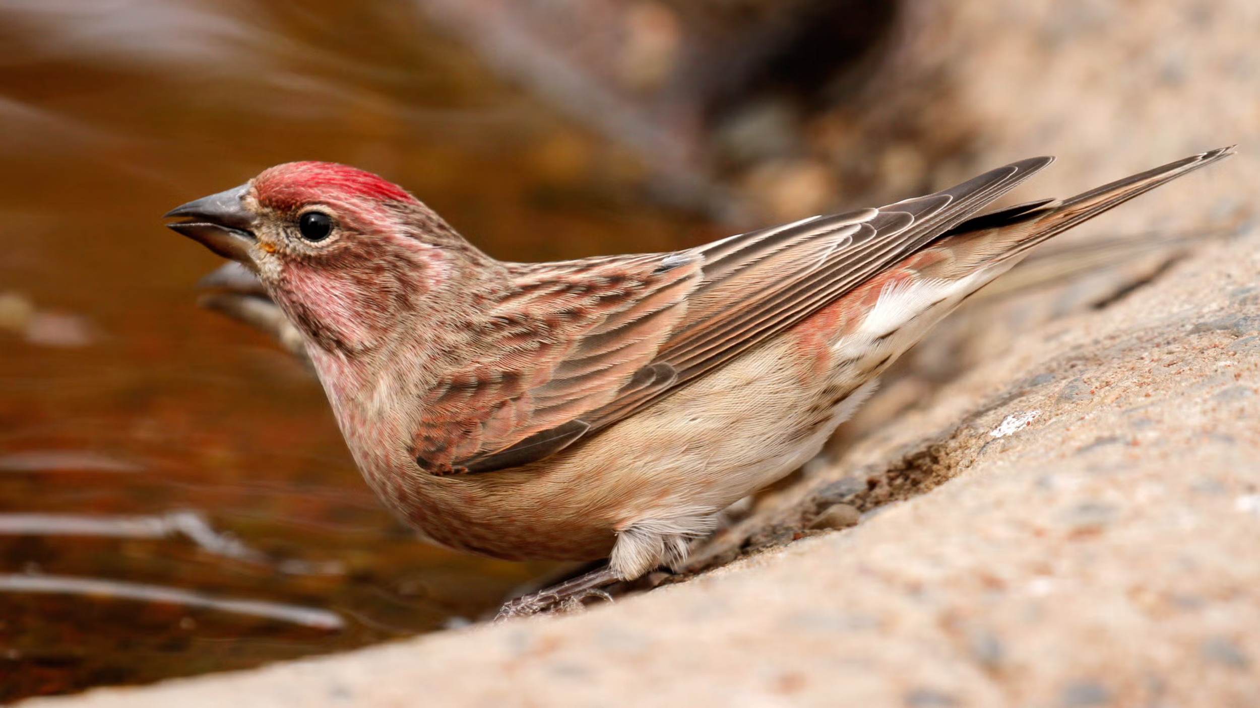 Cassin’s Finch — Eastside Audubon Society