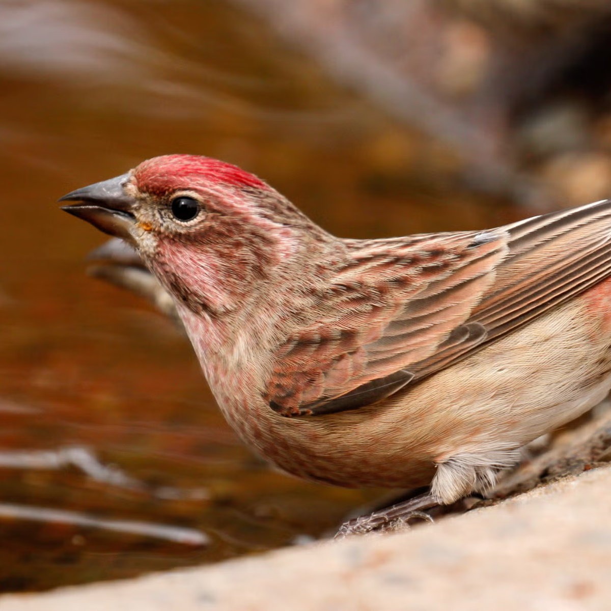 Cassin’s Finch — Eastside Audubon Society