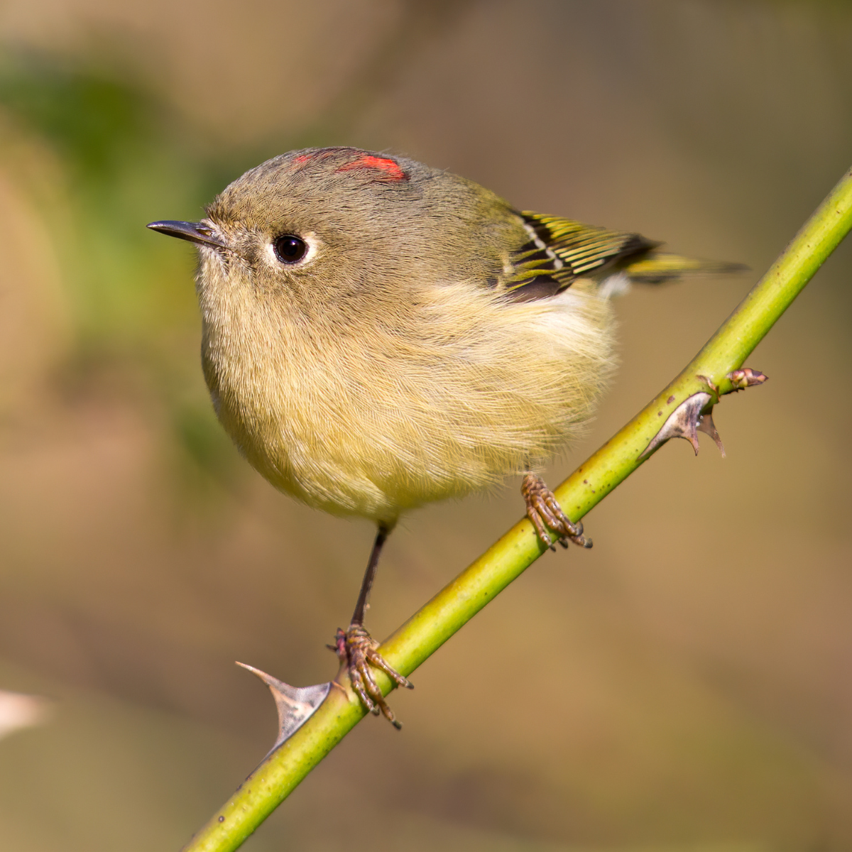 Ruby-crowned Kinglet — Eastside Audubon Society