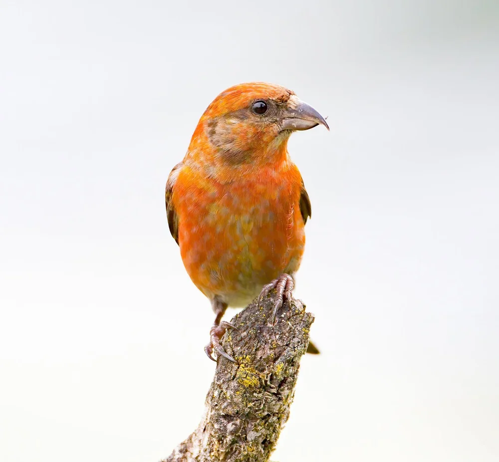 November: Consolidation and Nomadism — Eastside Audubon Society