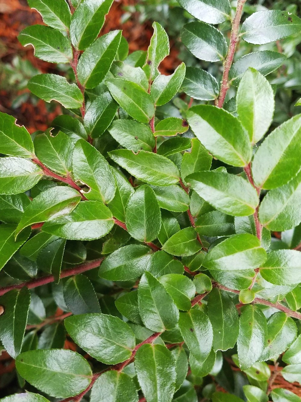 Gardening for Wildlife — Eastside Audubon Society