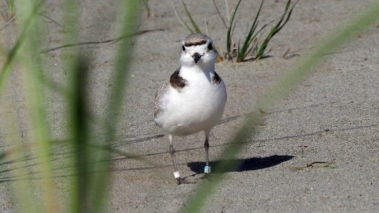 Banded Snowy Plovers at Grayland Beach State Park — Eastside Audubon ...